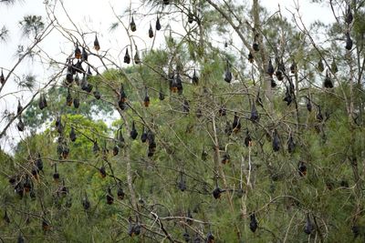 Bat Flying Photos, Download The BEST Free Bat Flying Stock Photos & HD ...