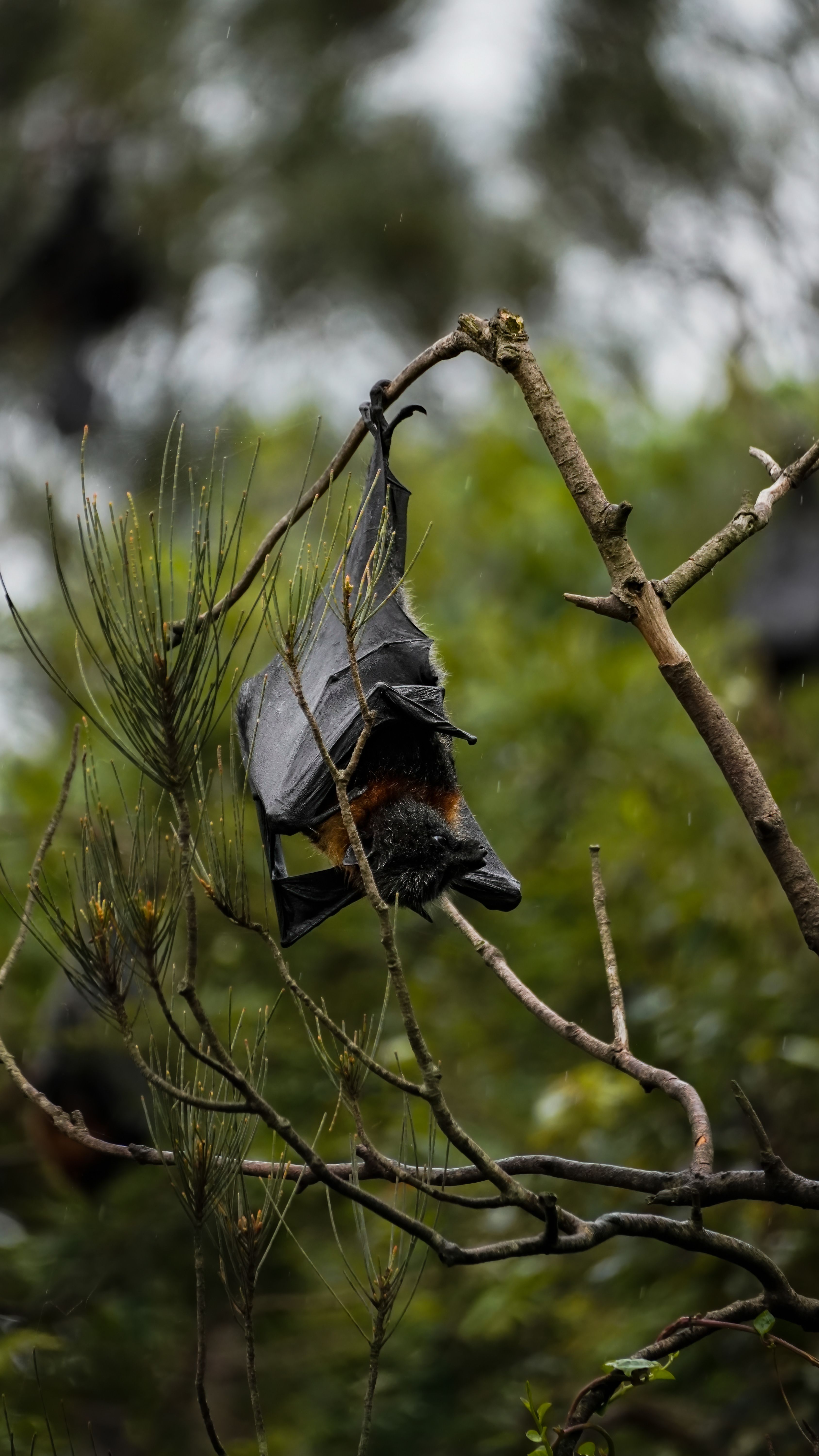Flying Fox Bat Hanging on Forest Tree Branch · Free Stock Photo
