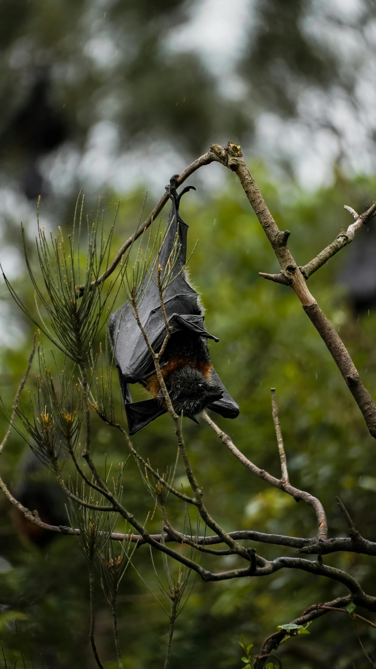 Bat Animal Photos, Download The BEST Free Bat Animal Stock Photos & HD ...