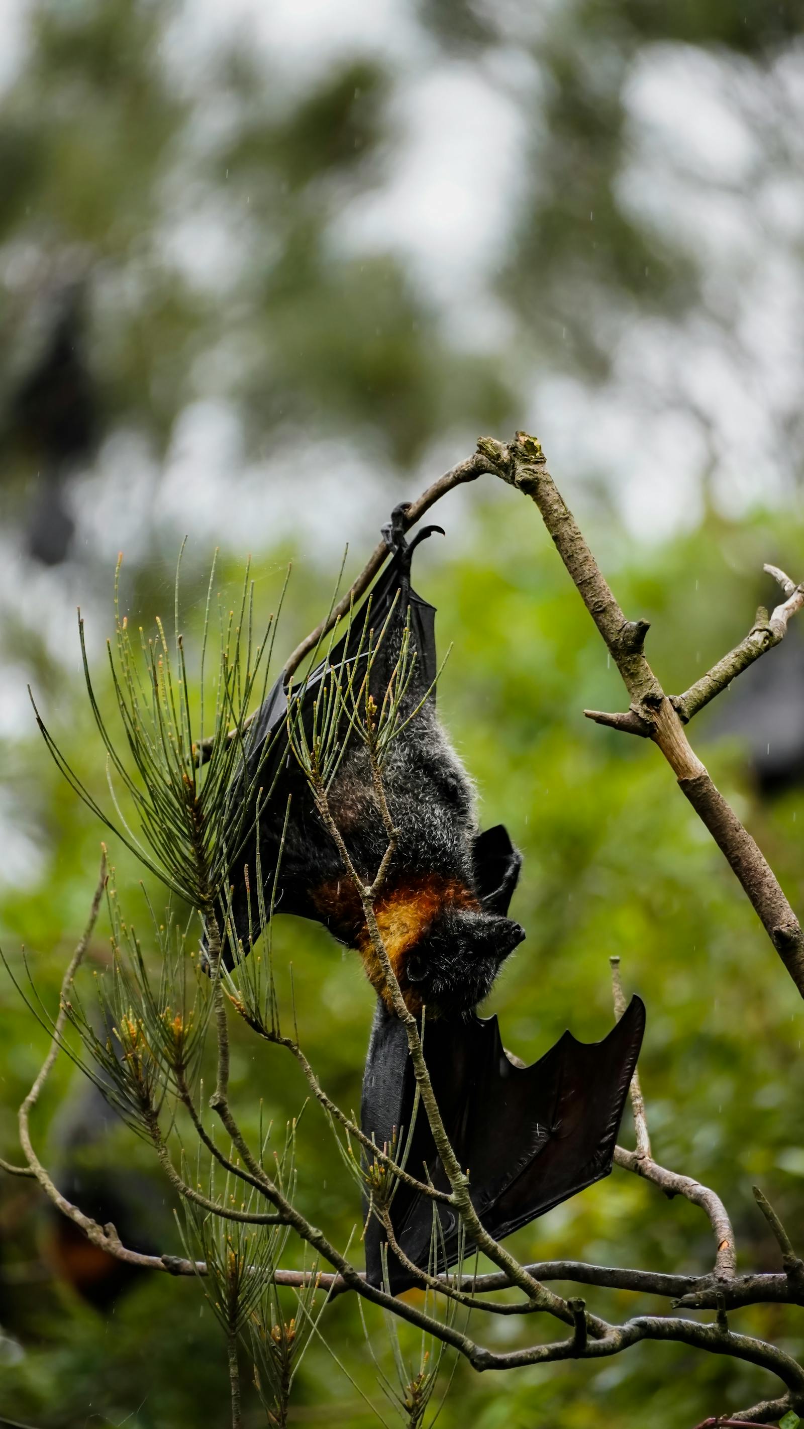 Bat Flying Photos, Download The BEST Free Bat Flying Stock Photos & HD ...