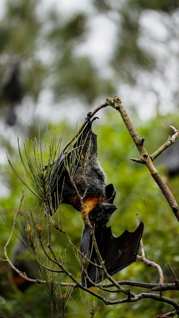 Bat Flying Photos, Download The BEST Free Bat Flying Stock Photos & HD ...