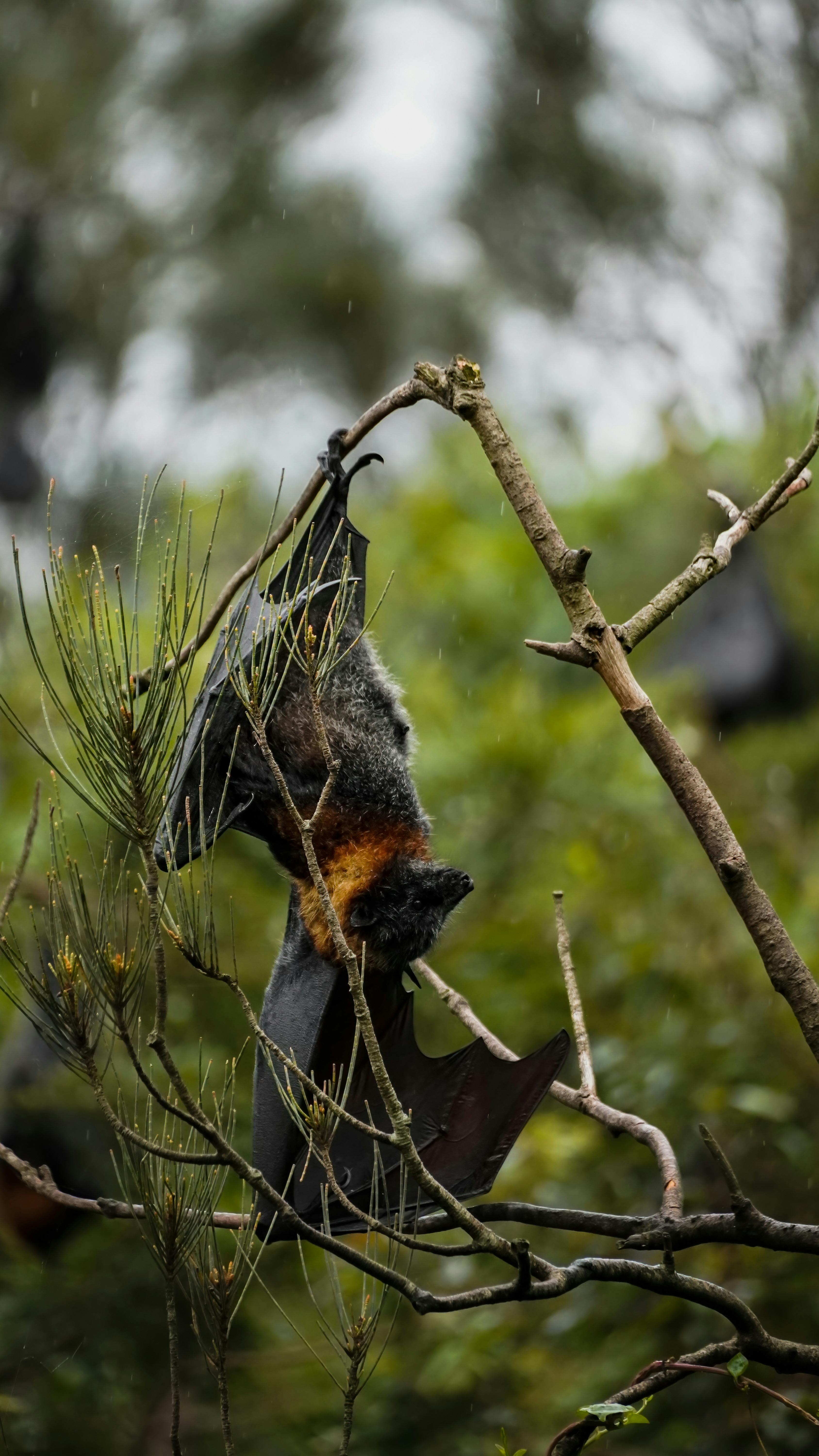 Bat Animal Photos, Download The BEST Free Bat Animal Stock Photos & HD ...