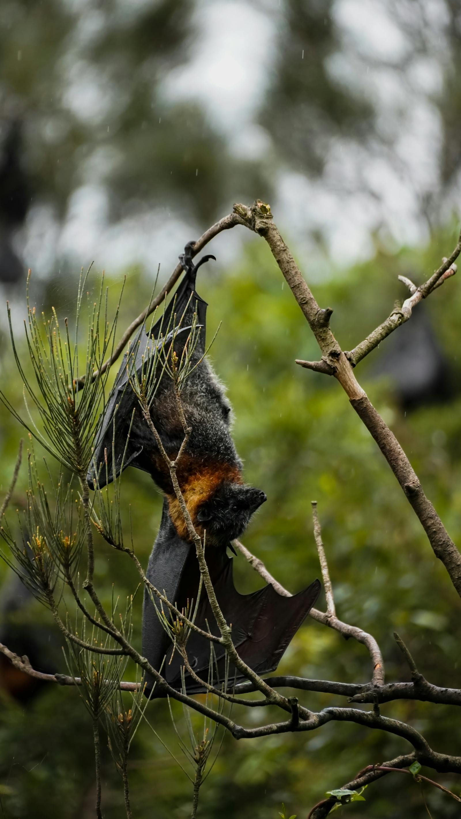 Bat Flying Photos, Download The BEST Free Bat Flying Stock Photos & HD ...