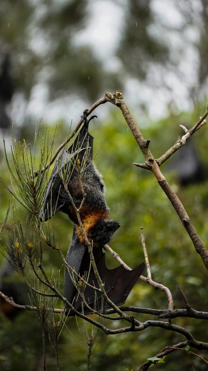 Bat Flying Photos, Download The BEST Free Bat Flying Stock Photos & HD ...