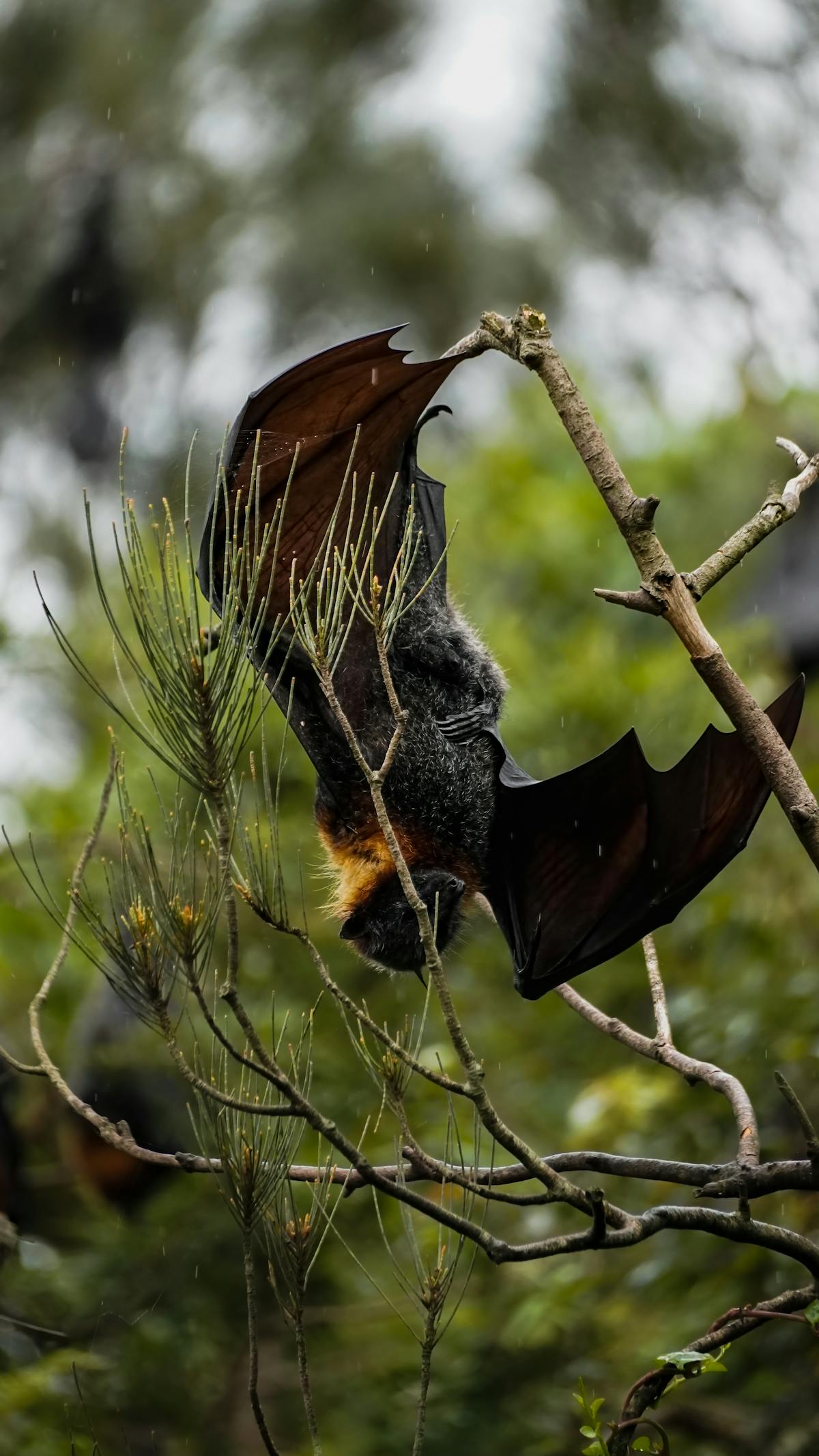 Bat Animal Photos, Download The BEST Free Bat Animal Stock Photos & HD ...