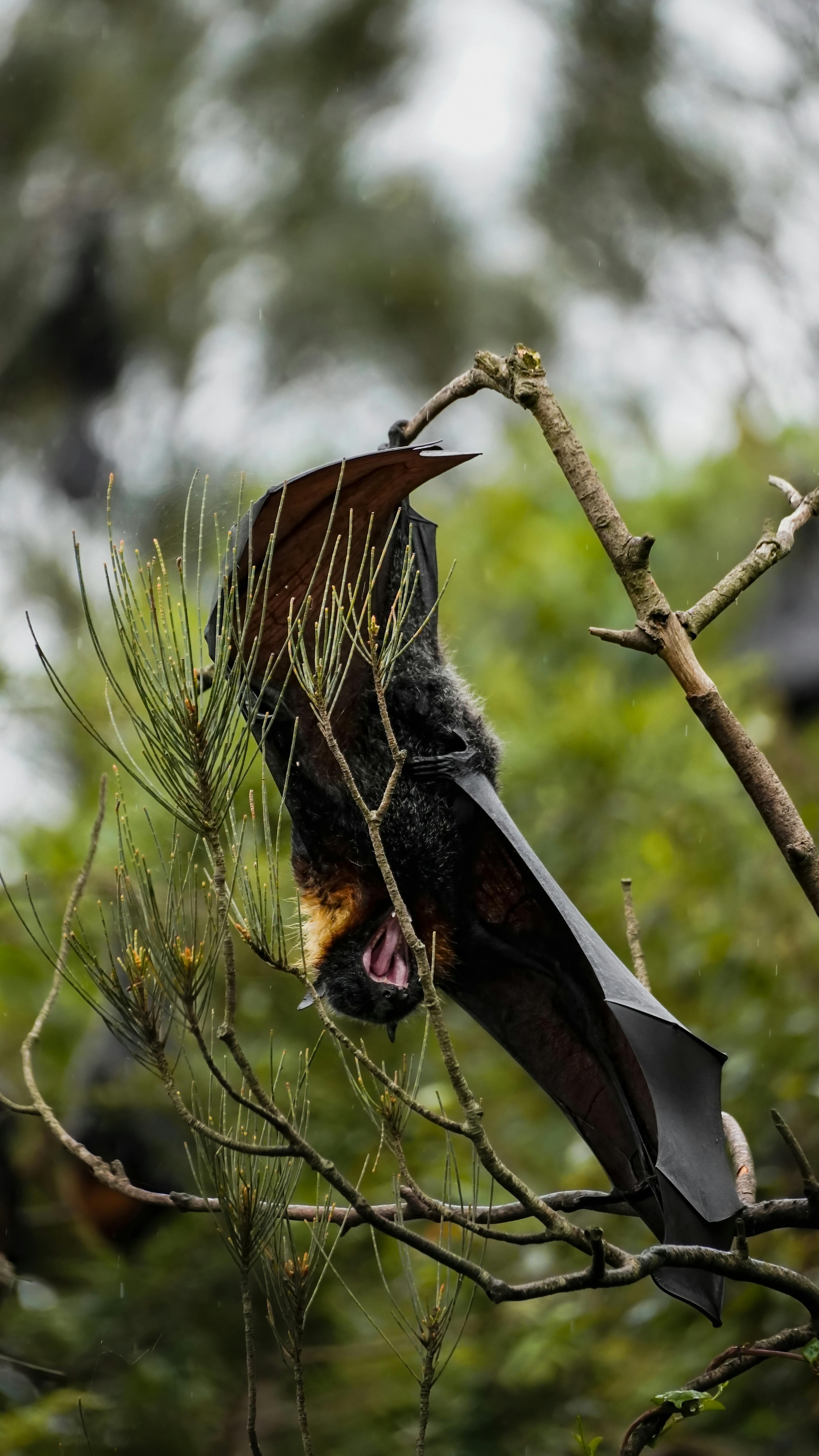Fruit Bat Hanging on Tree Branch in Natural Habitat · Free Stock Photo