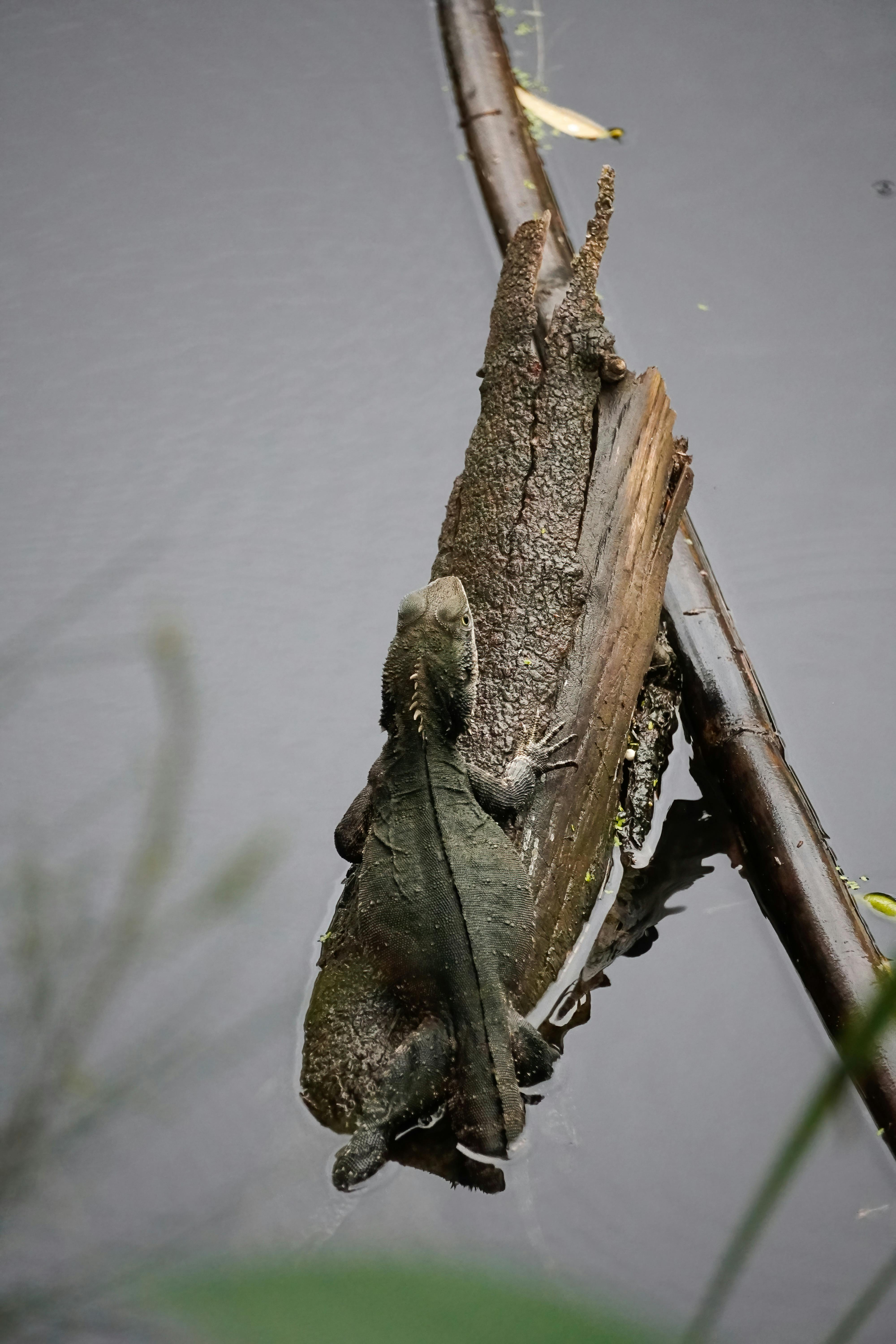 Lizard on a Log in Calm Waters · Free Stock Photo