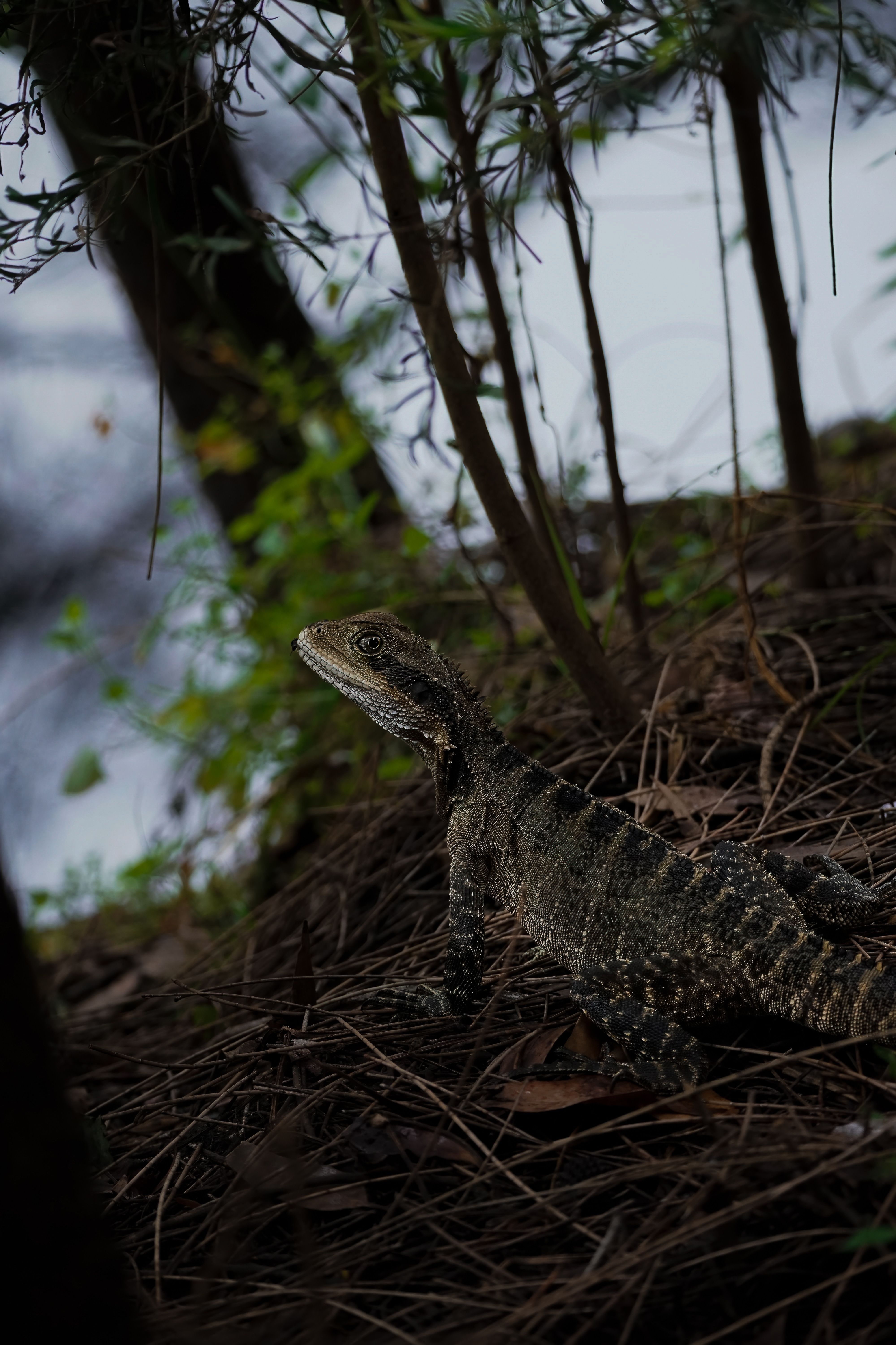 Lizard in Forest Habitat Amid Dense Foliage · Free Stock Photo