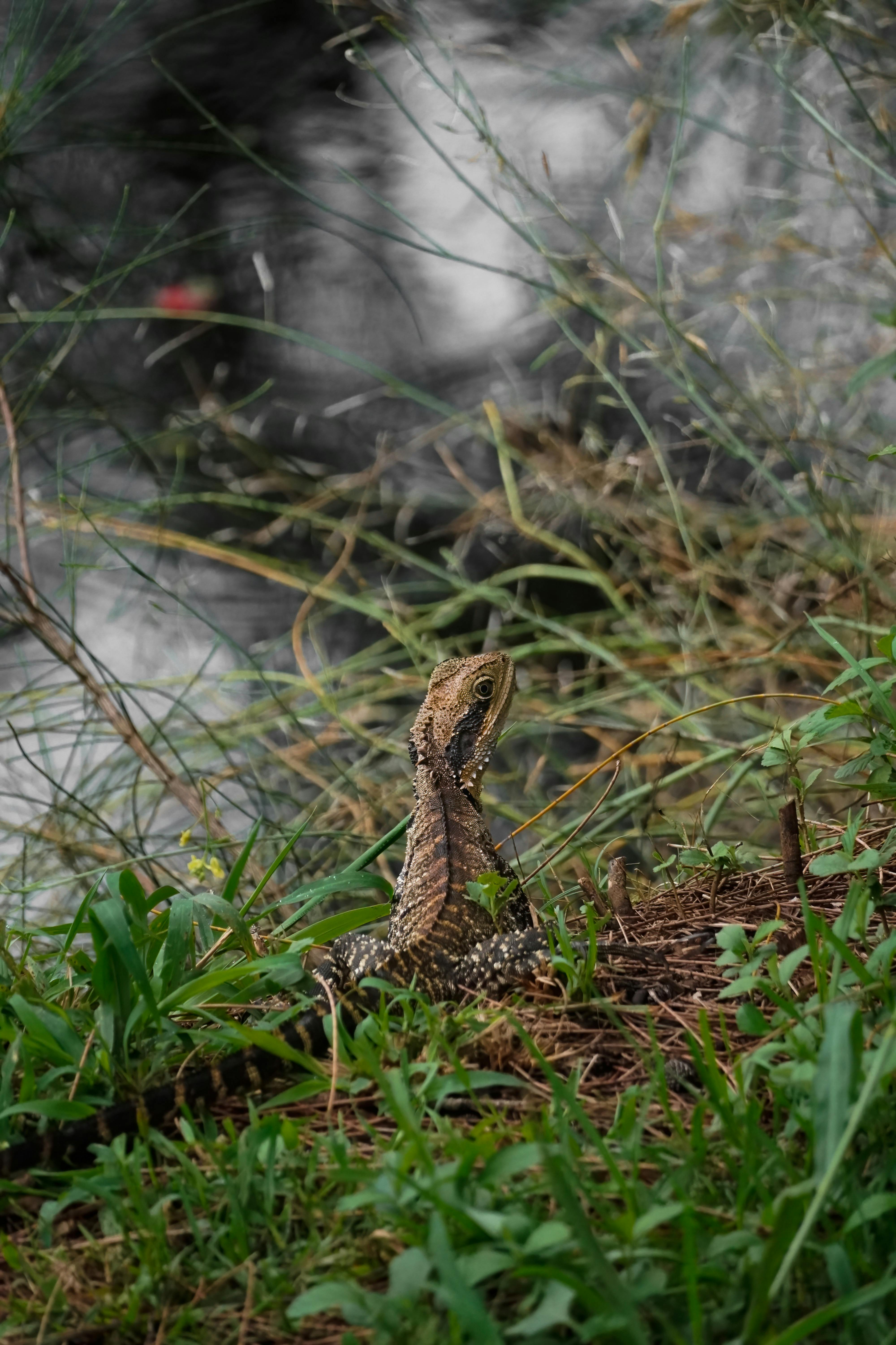 Wild Monitor Lizard by Riverside in Untamed Nature · Free Stock Photo