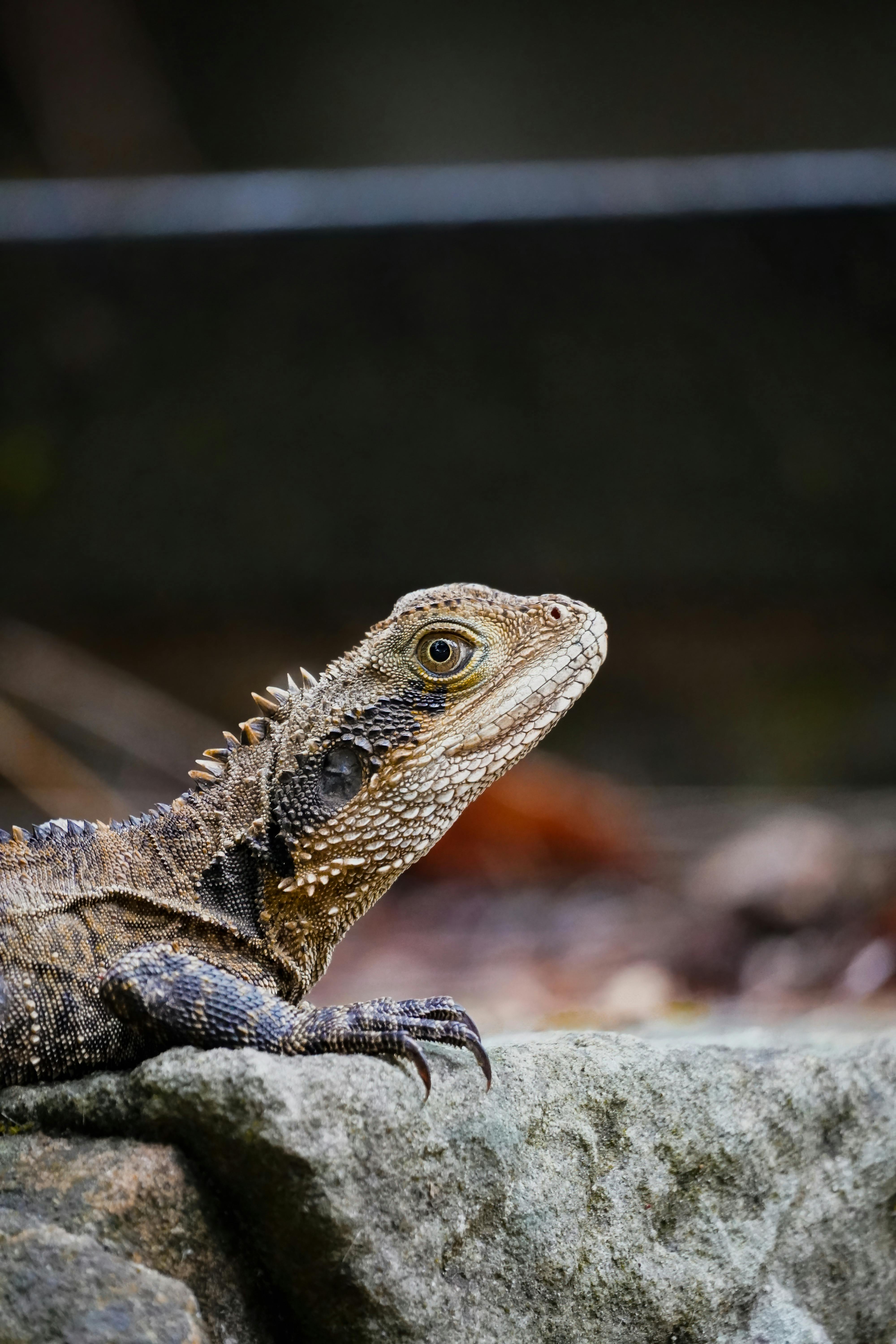 Green Lizard · Free Stock Photo