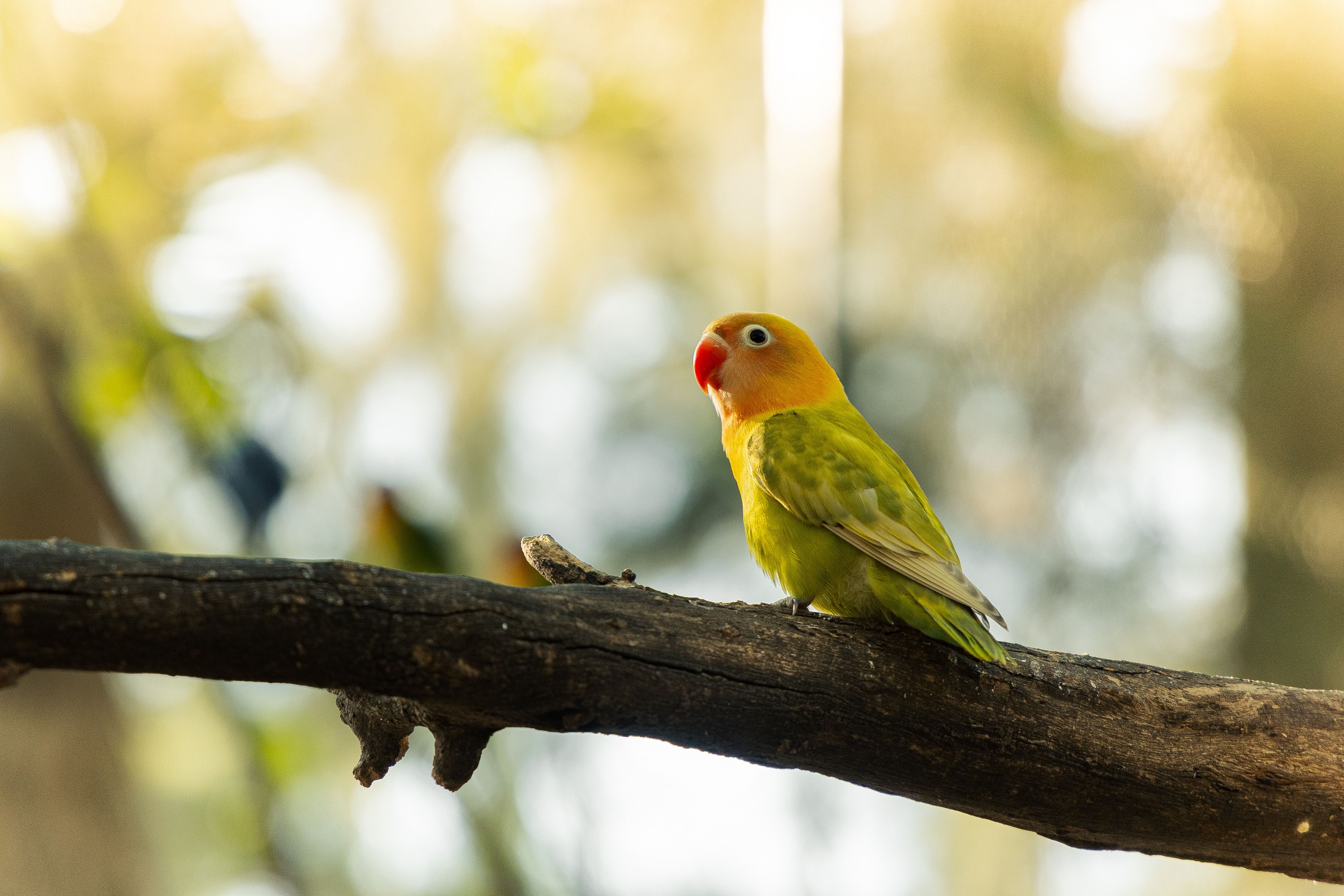 Foto de stock gratuita sobre aislado, al aire libre, amarillo, animal ...
