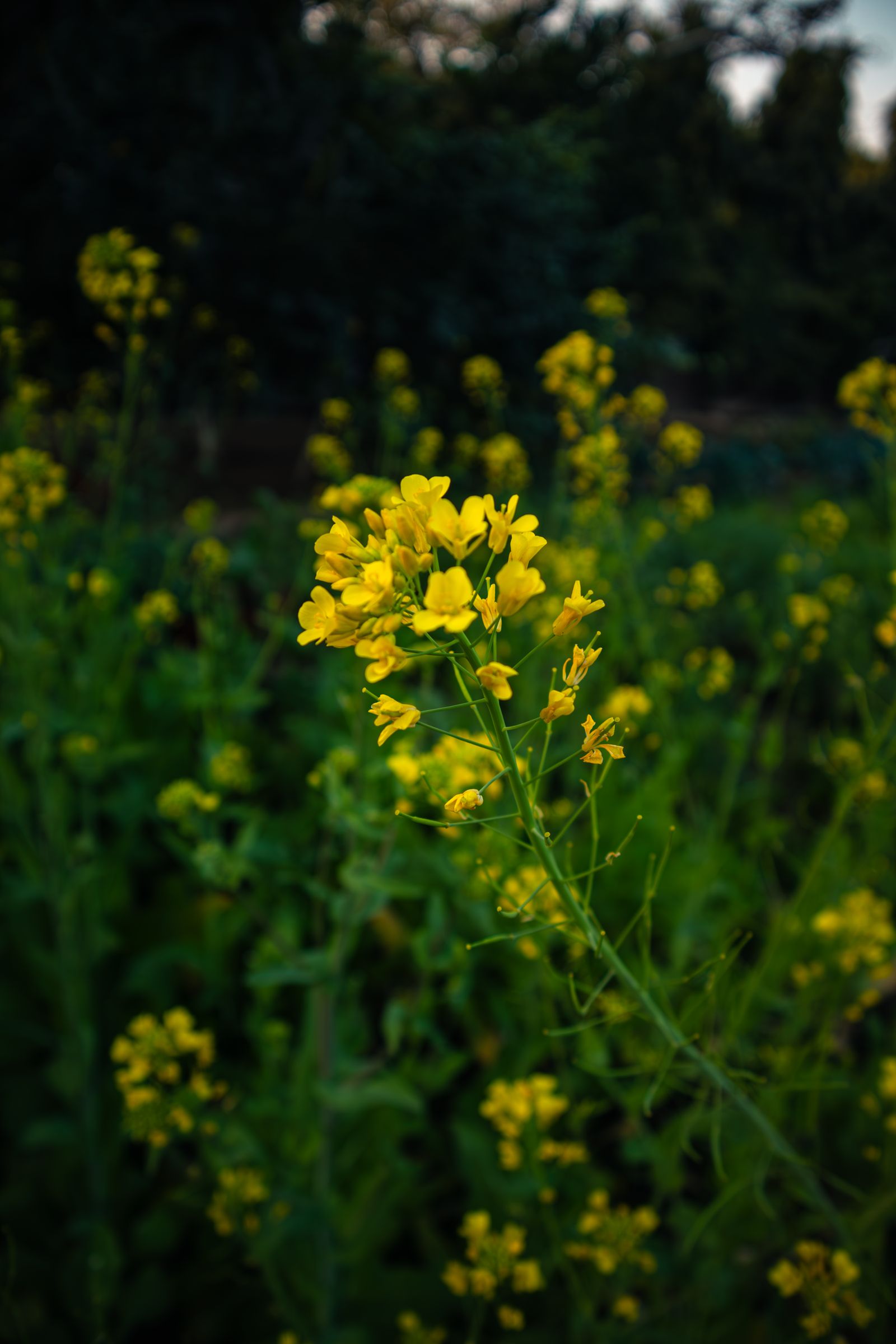 Mustard Plant Photos, Download The BEST Free Mustard Plant Stock Photos ...