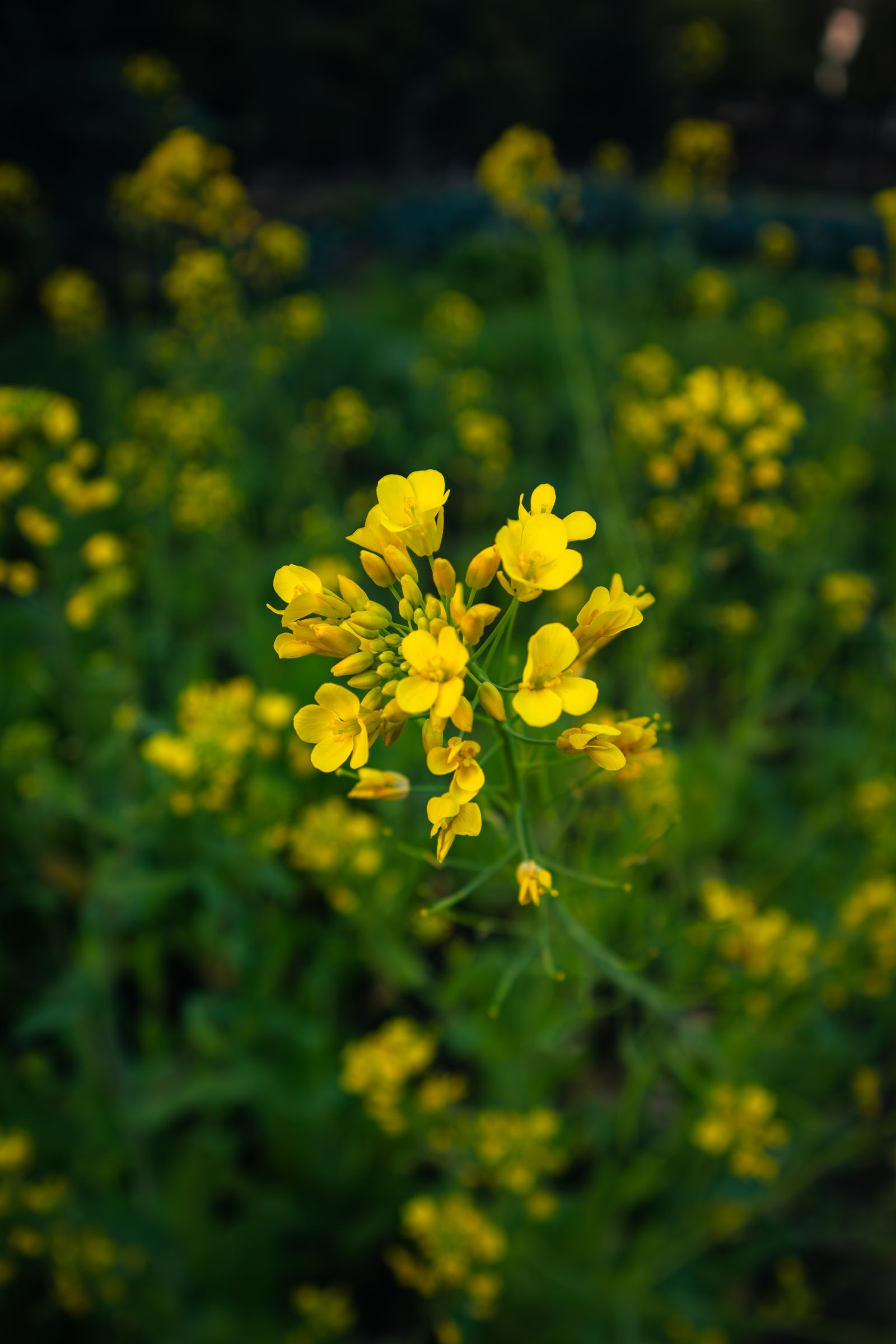 Mustard Plant Photos, Download The BEST Free Mustard Plant Stock Photos ...