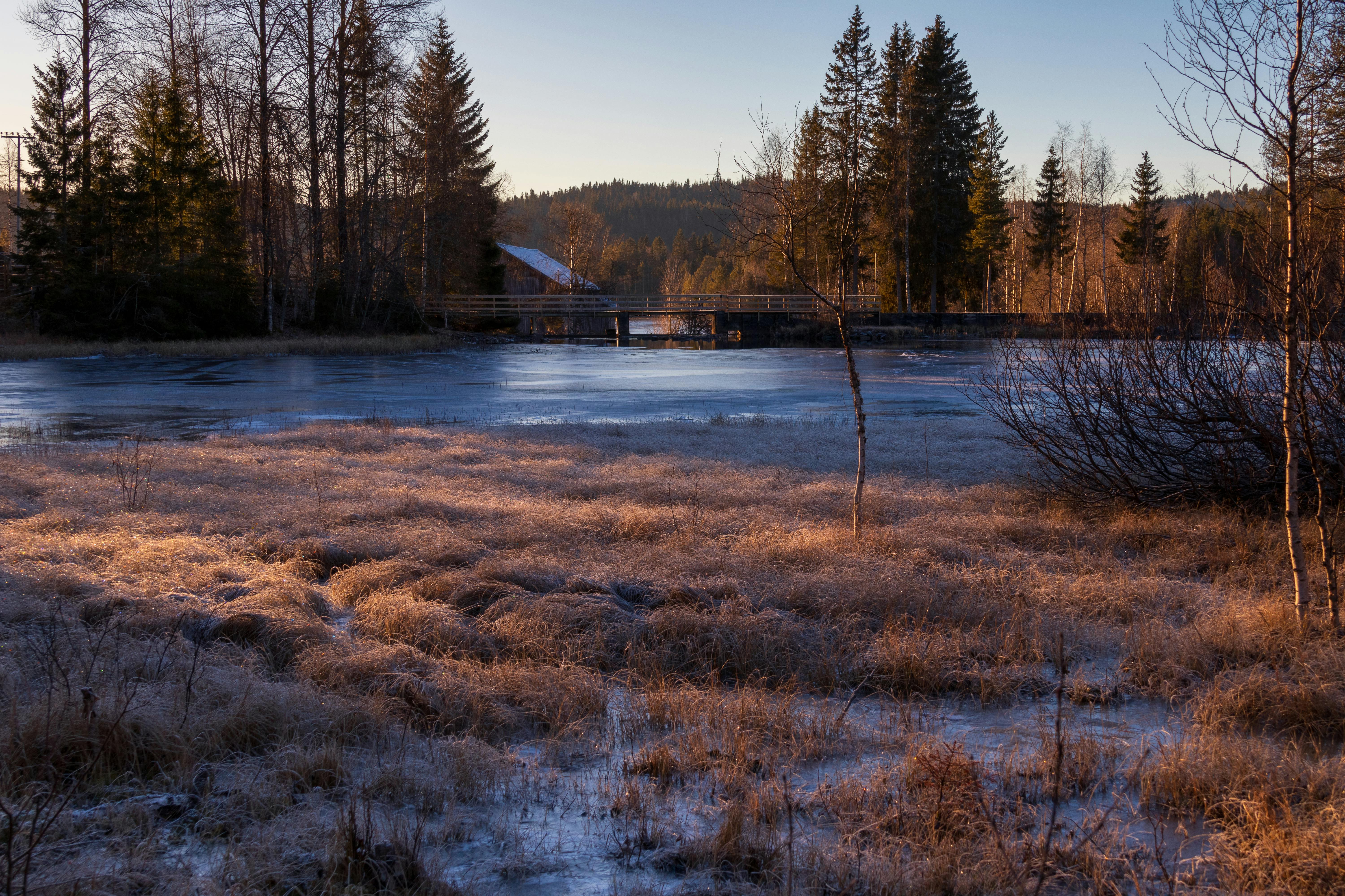 Serene Winter Marsh with Frozen Lake and Bridge · Free Stock Photo
