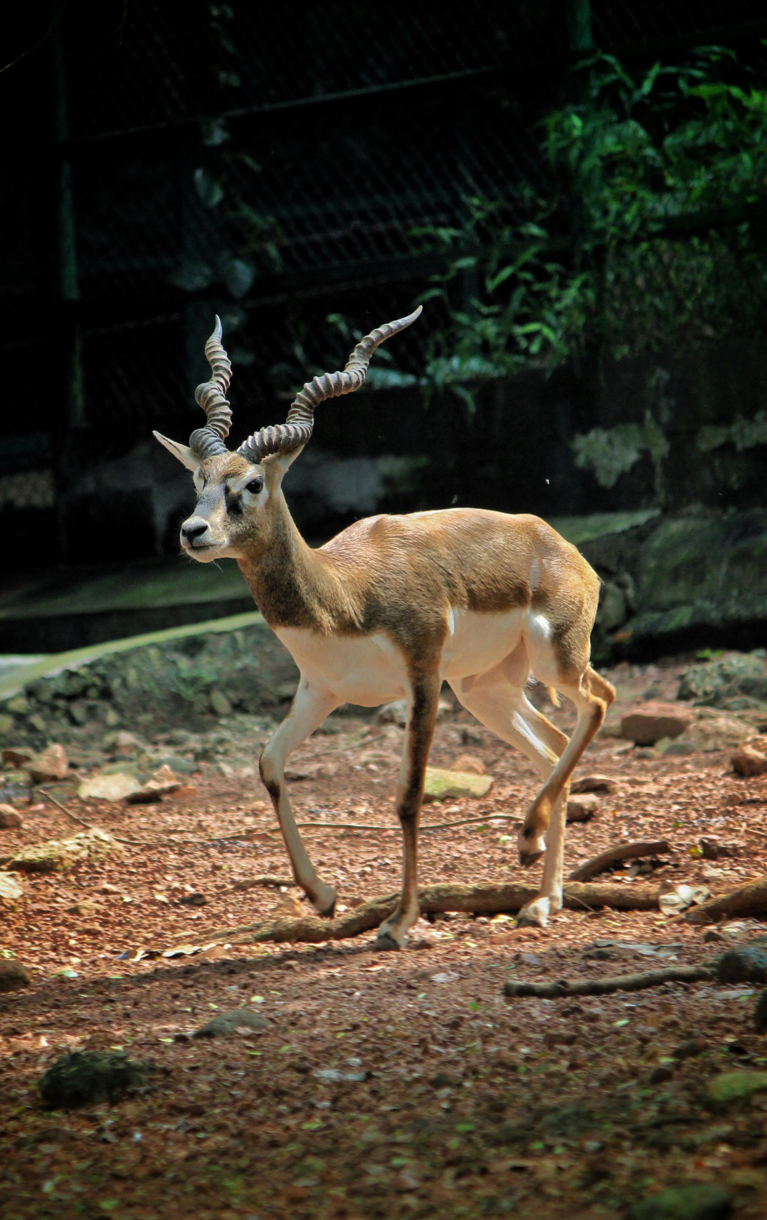Majestuoso Antílope Negro En Su Hábitat Natural · Foto de stock gratuita