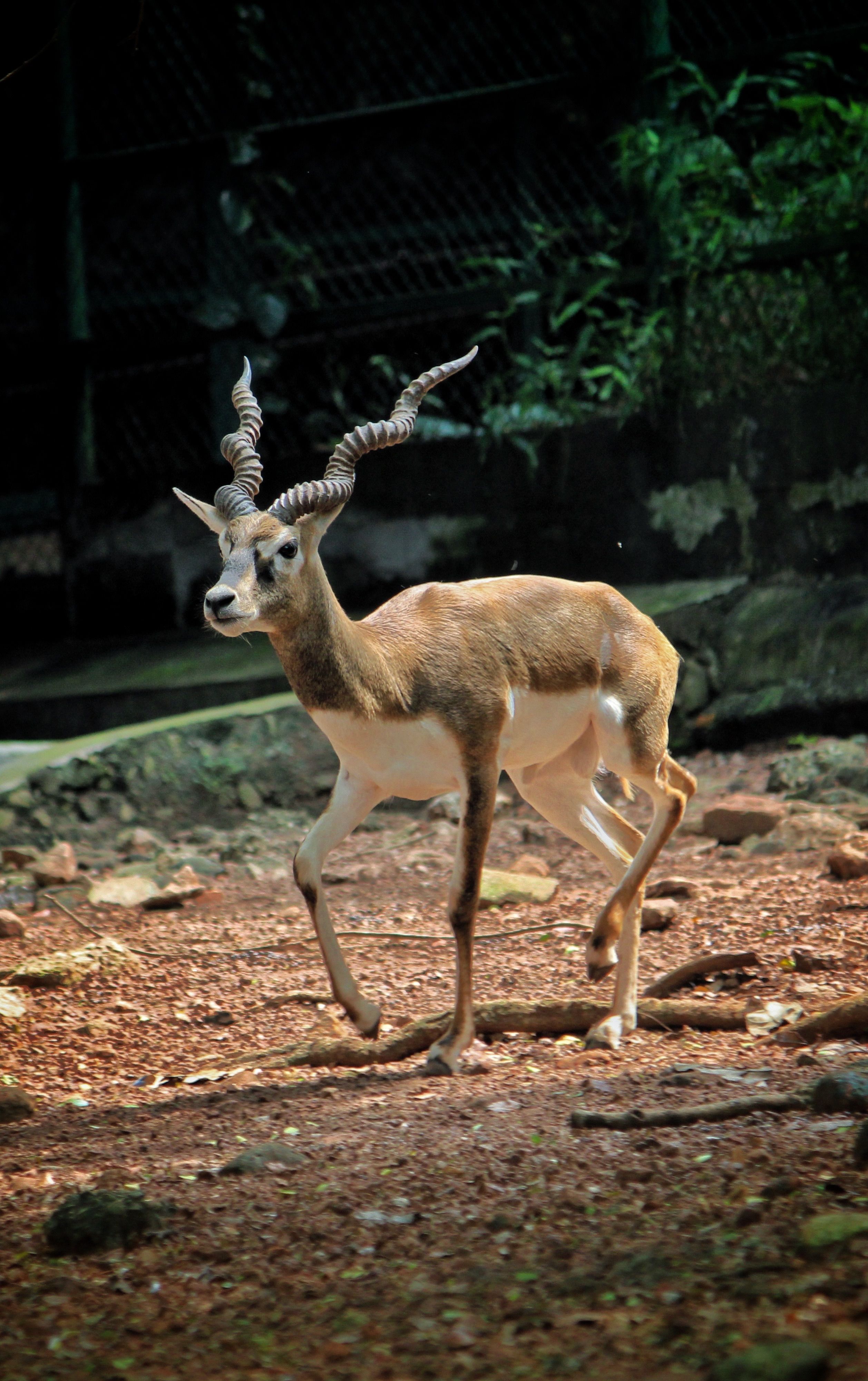 Majestic Blackbuck Antelope in Natural Habitat · Free Stock Photo