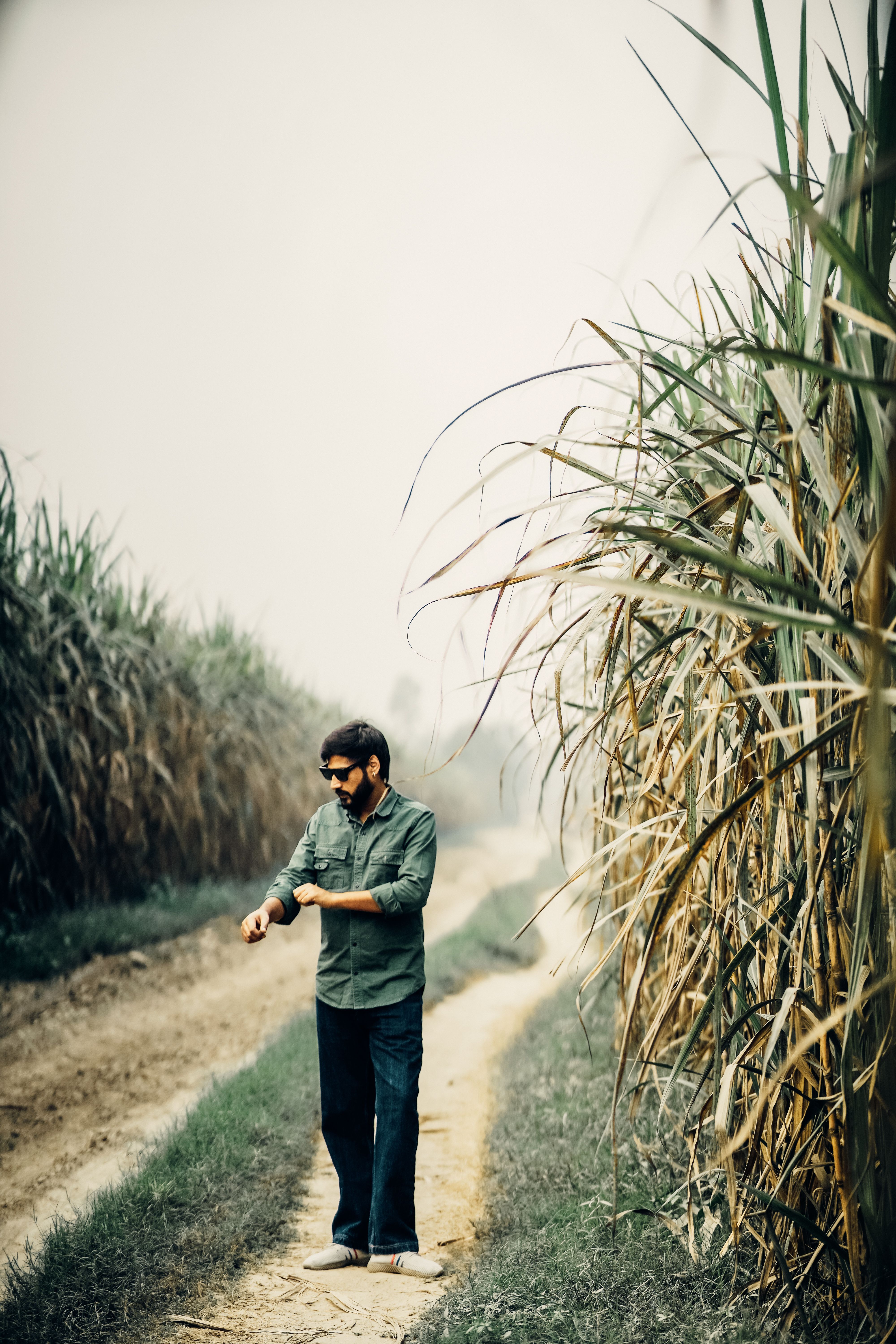 Man Walking in Serene Sugarcane Field Path · Free Stock Photo