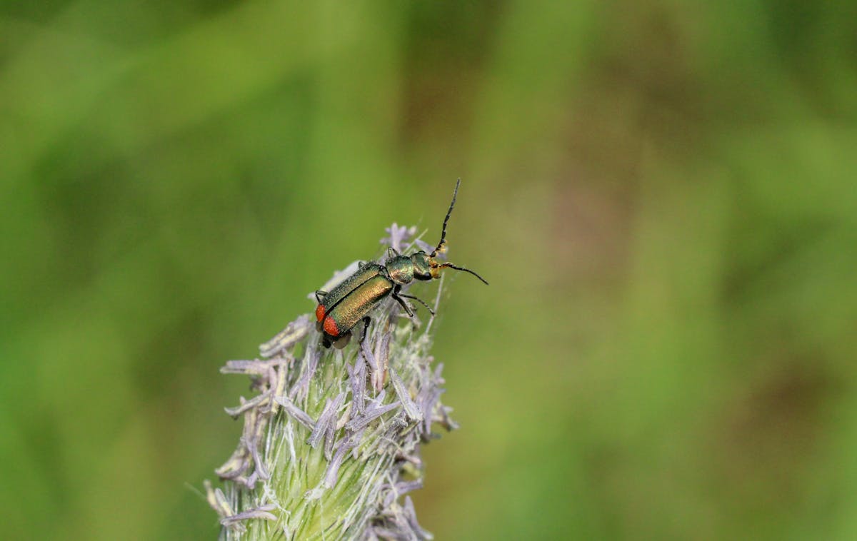 Fly Close Up Photos, Download The BEST Free Fly Close Up Stock Photos ...