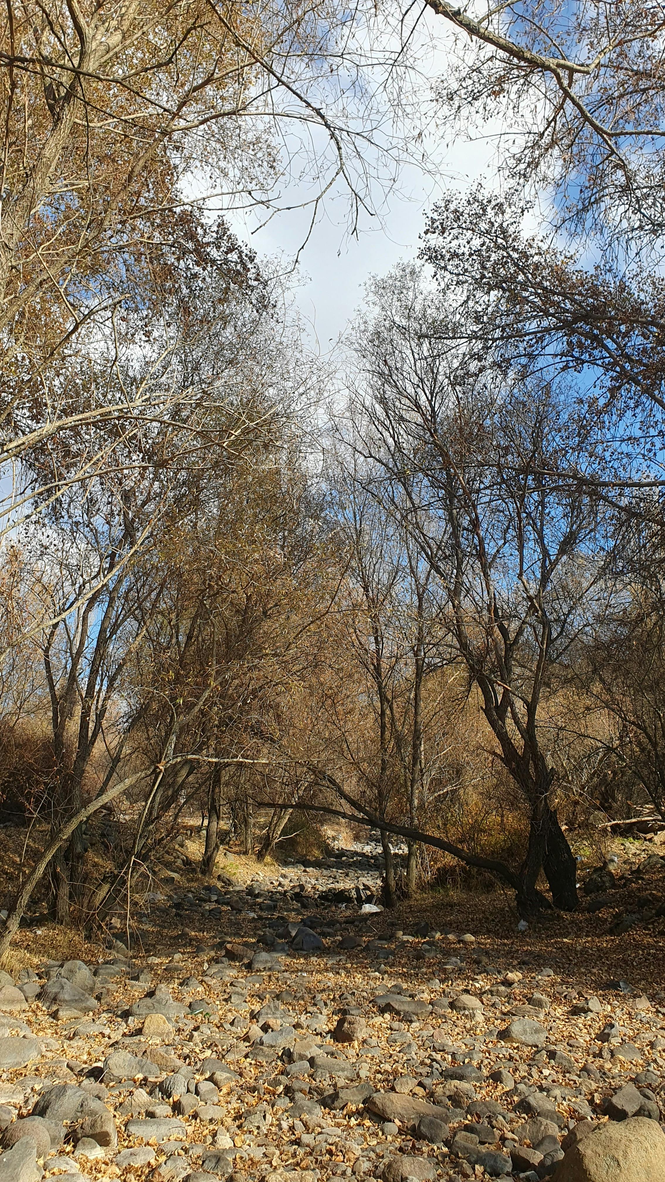 Serene Autumn Forest Scene with Leaf Litter · Free Stock Photo