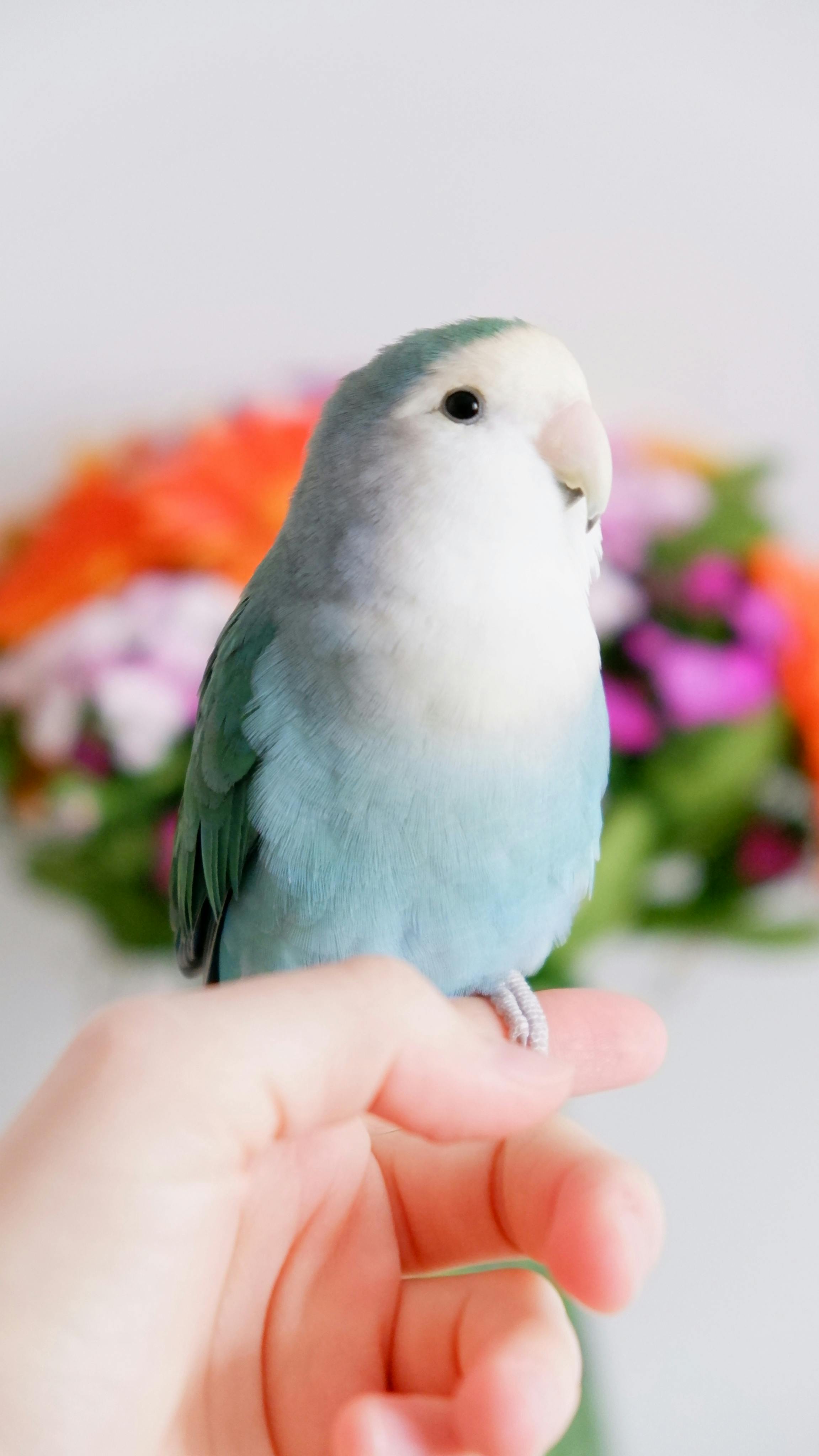 Casco Parrot Photos, Download The BEST Free Casco Parrot Stock Photos ...