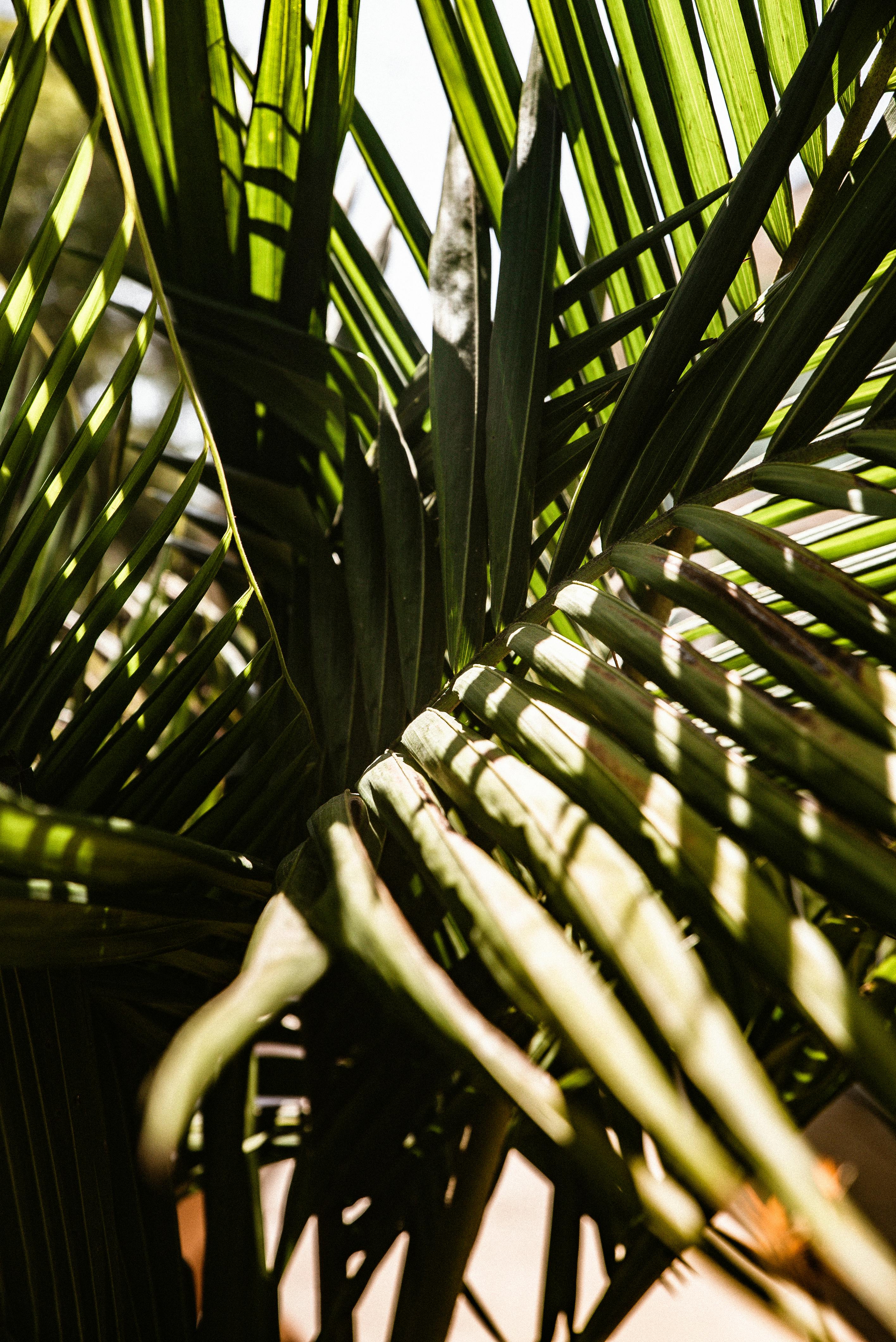 Palm Tree · Free Stock Photo