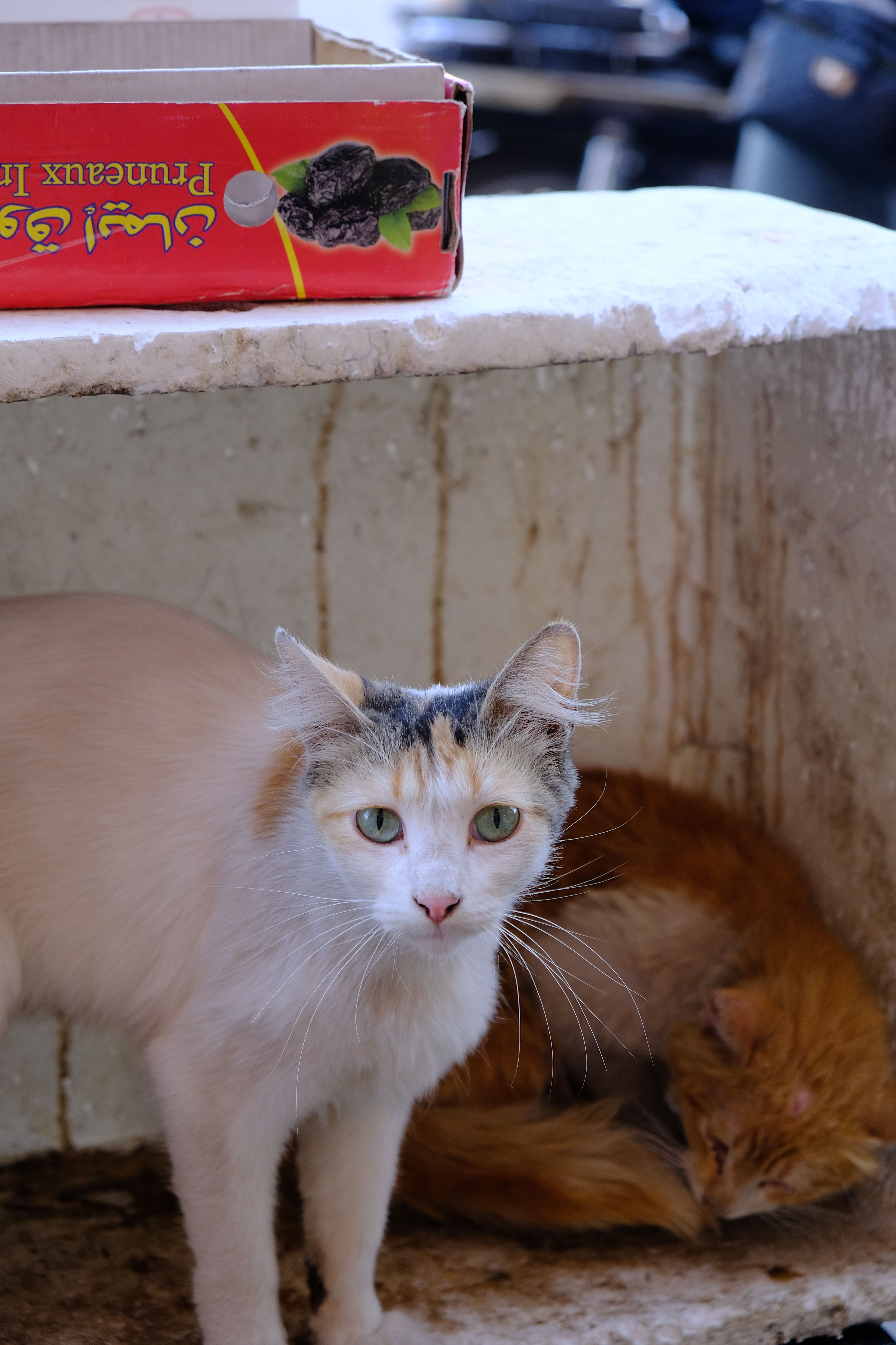 Two Feral Cats Sheltering in Moroccan Market · Free Stock Photo