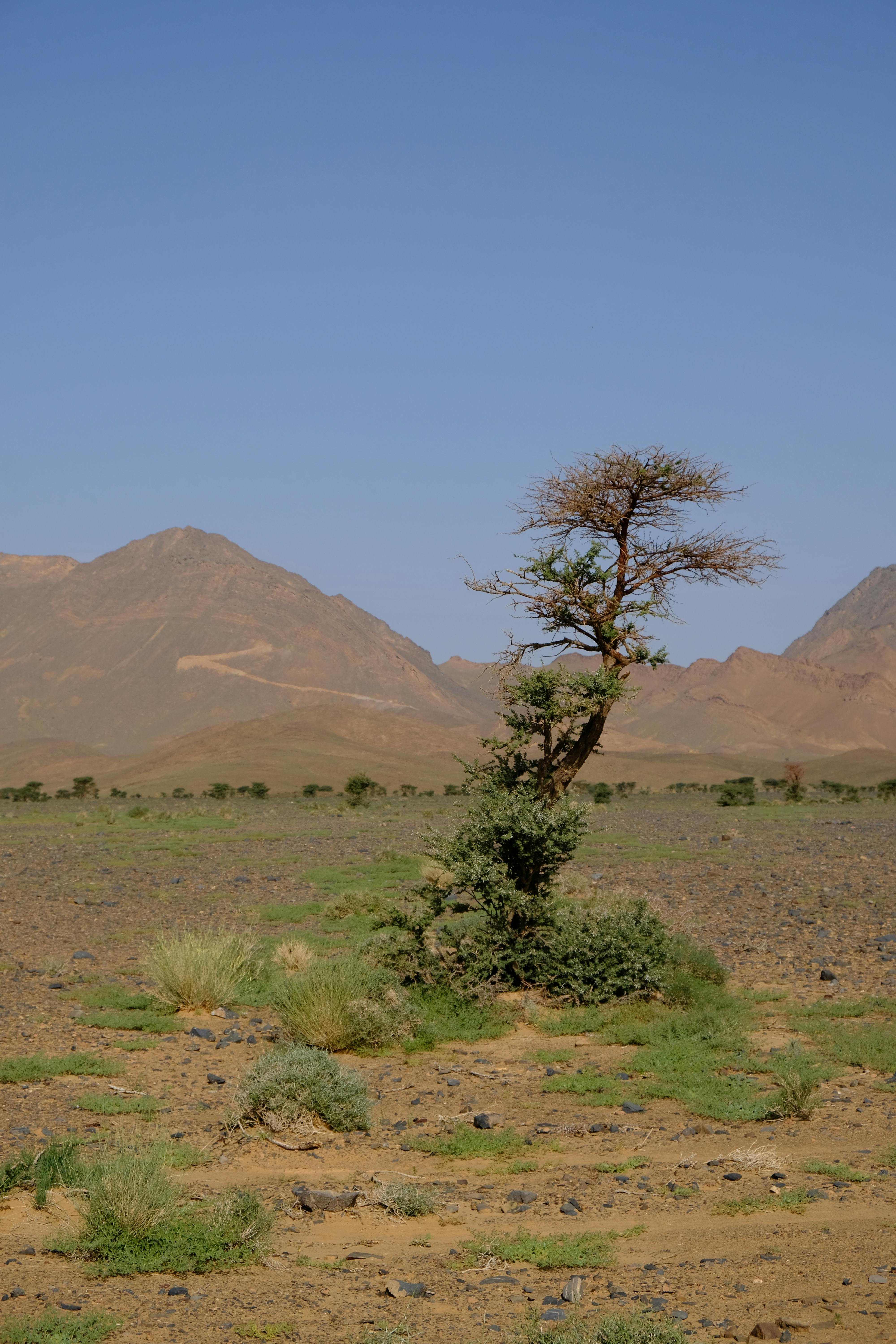 Solitary Tree in Moroccan Desert Landscape · Free Stock Photo