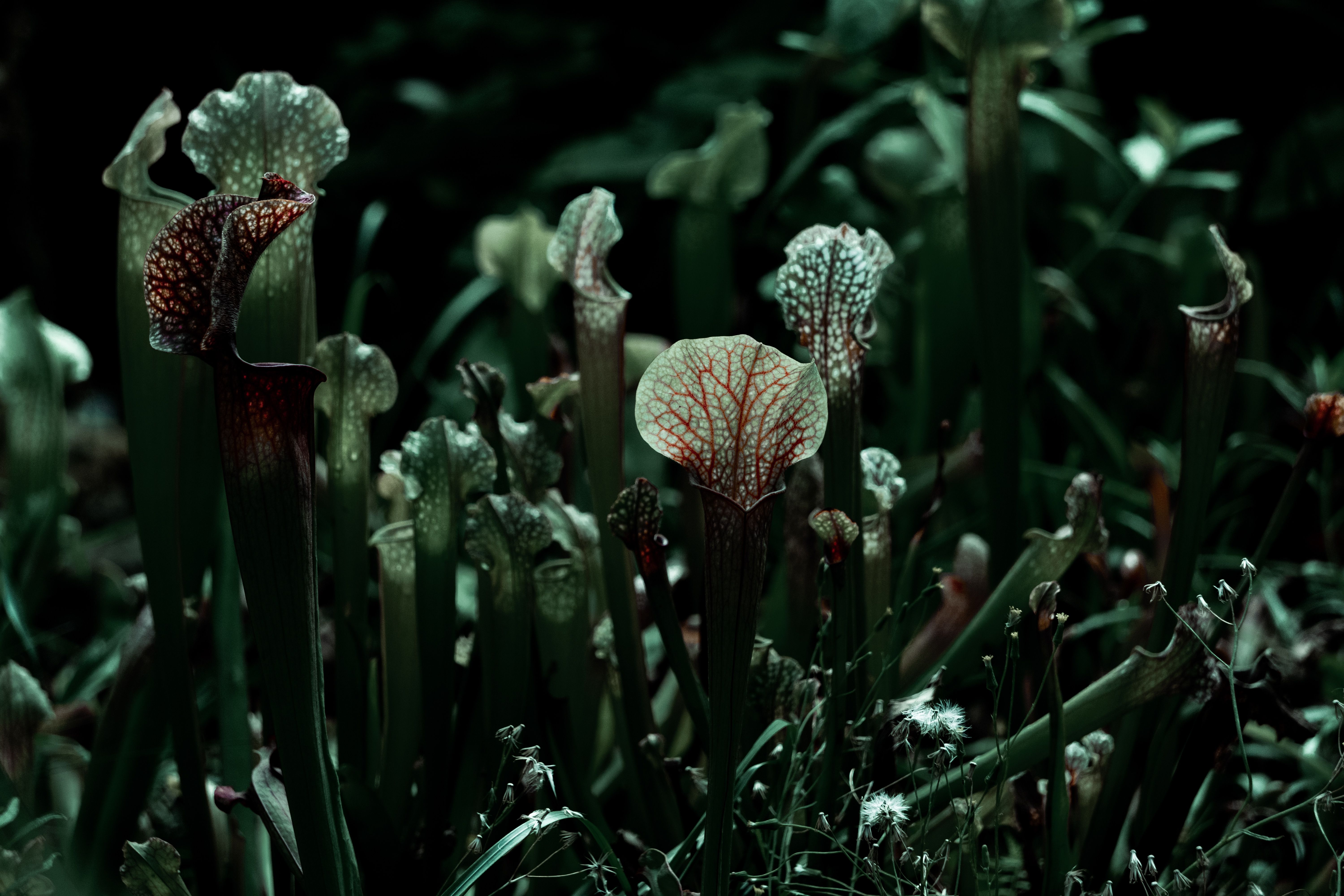 Moody Close-Up of Carnivorous Pitcher Plants · Free Stock Photo