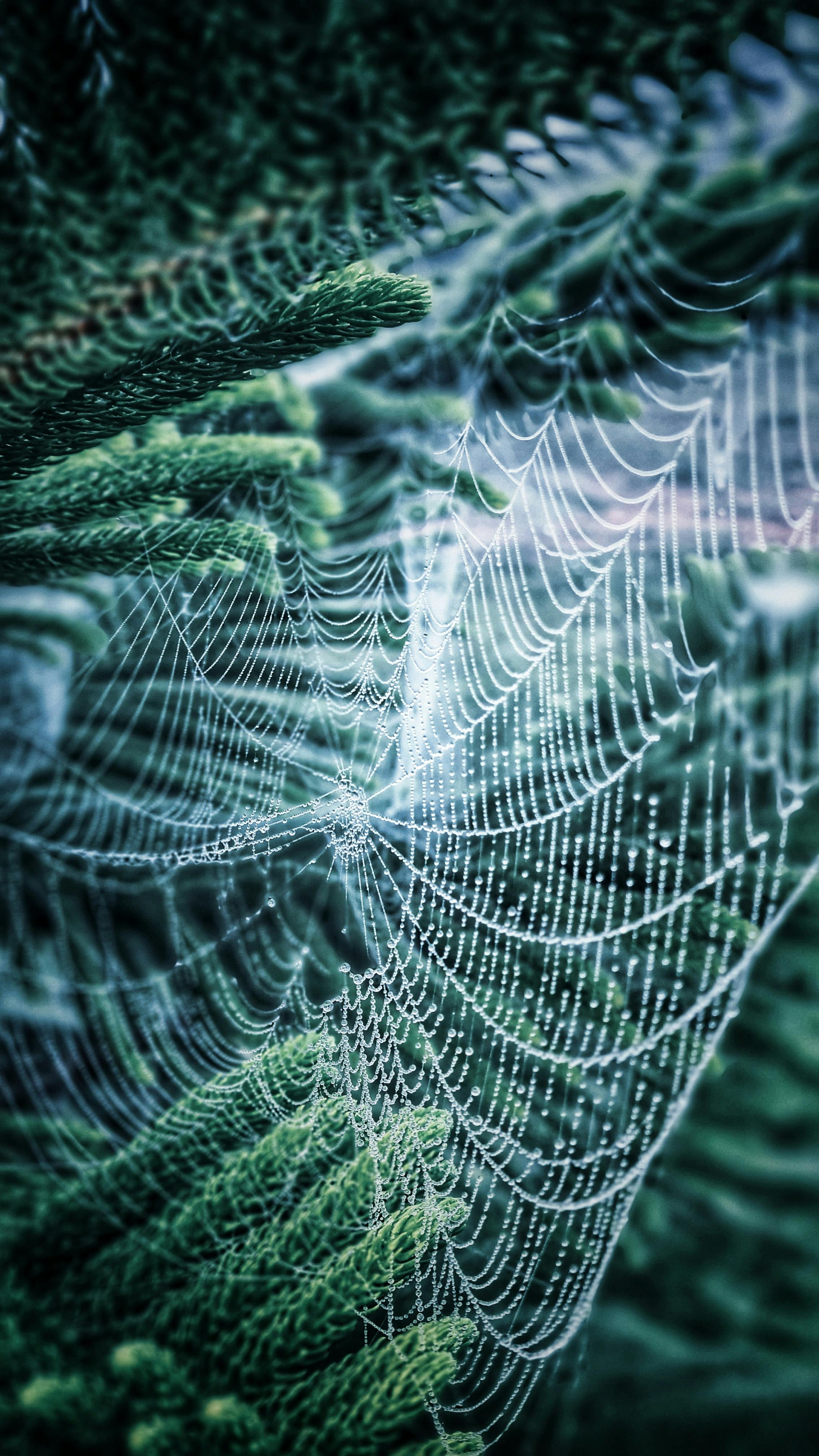 Dew-Drenched Spider Web in Evergreen Foliage · Free Stock Photo