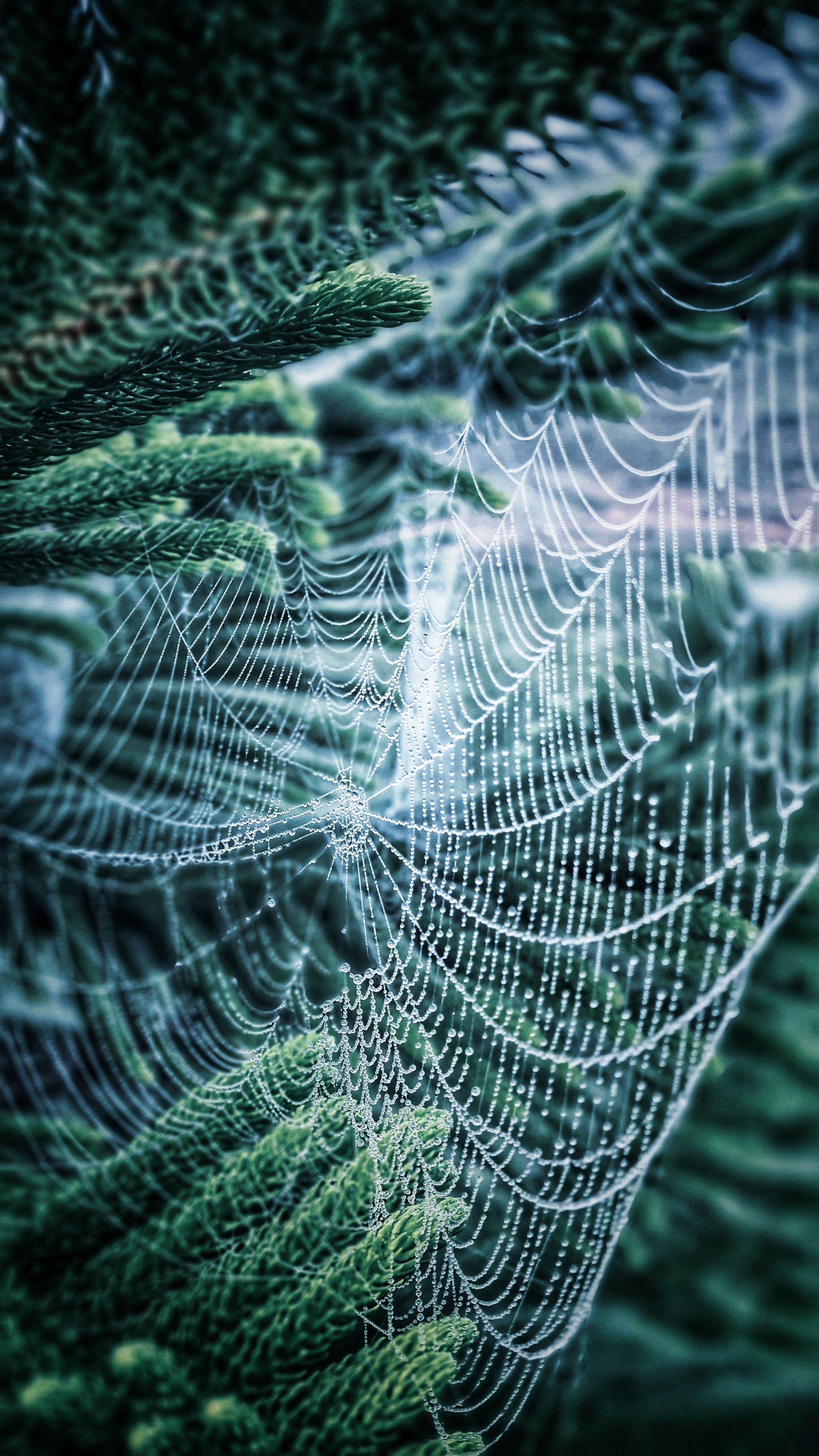 Dew-Drenched Spider Web in Evergreen Foliage · Free Stock Photo