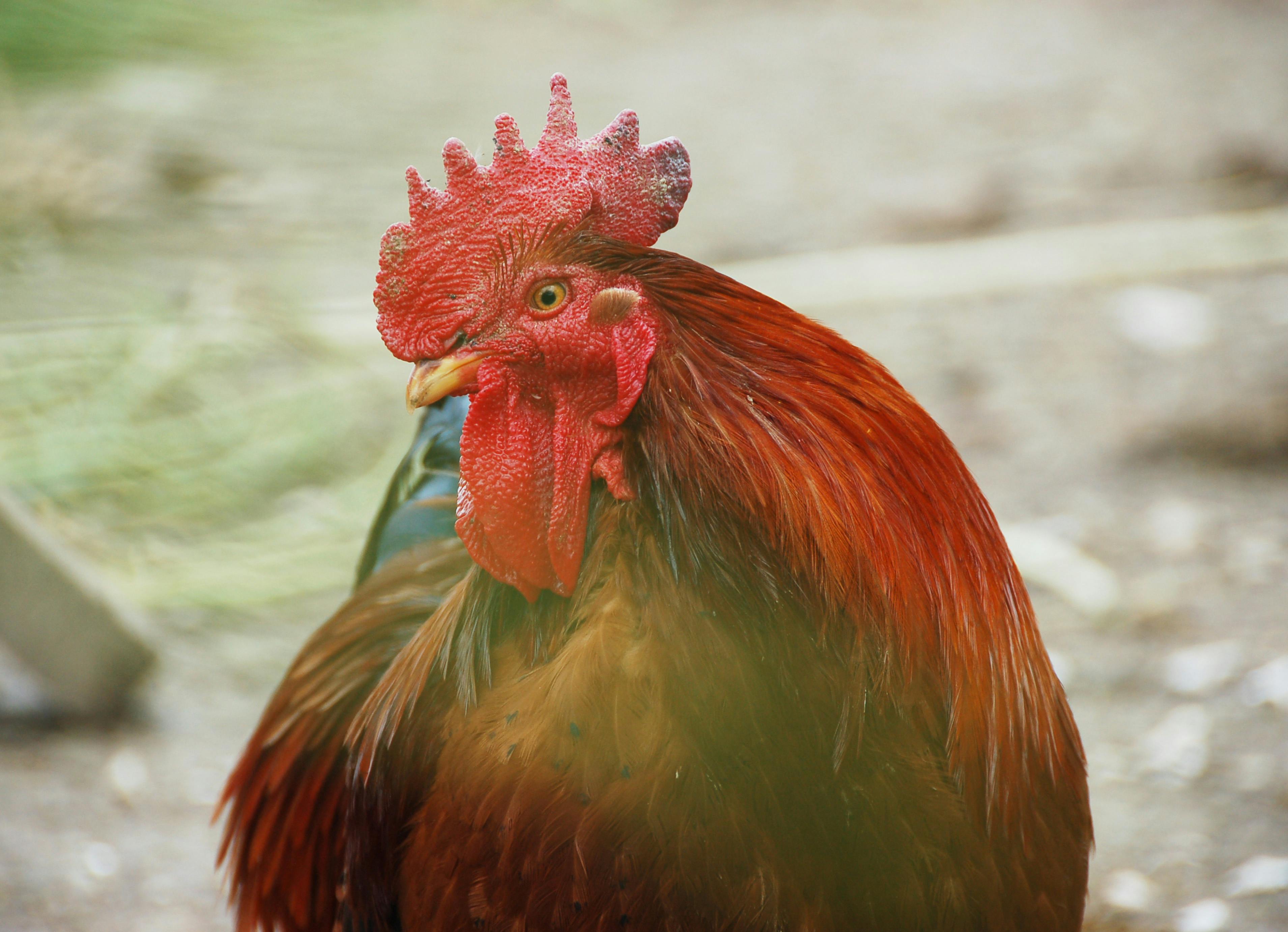 Foto profissional gratuita de @exterior, agricultura, animal, animal da ...