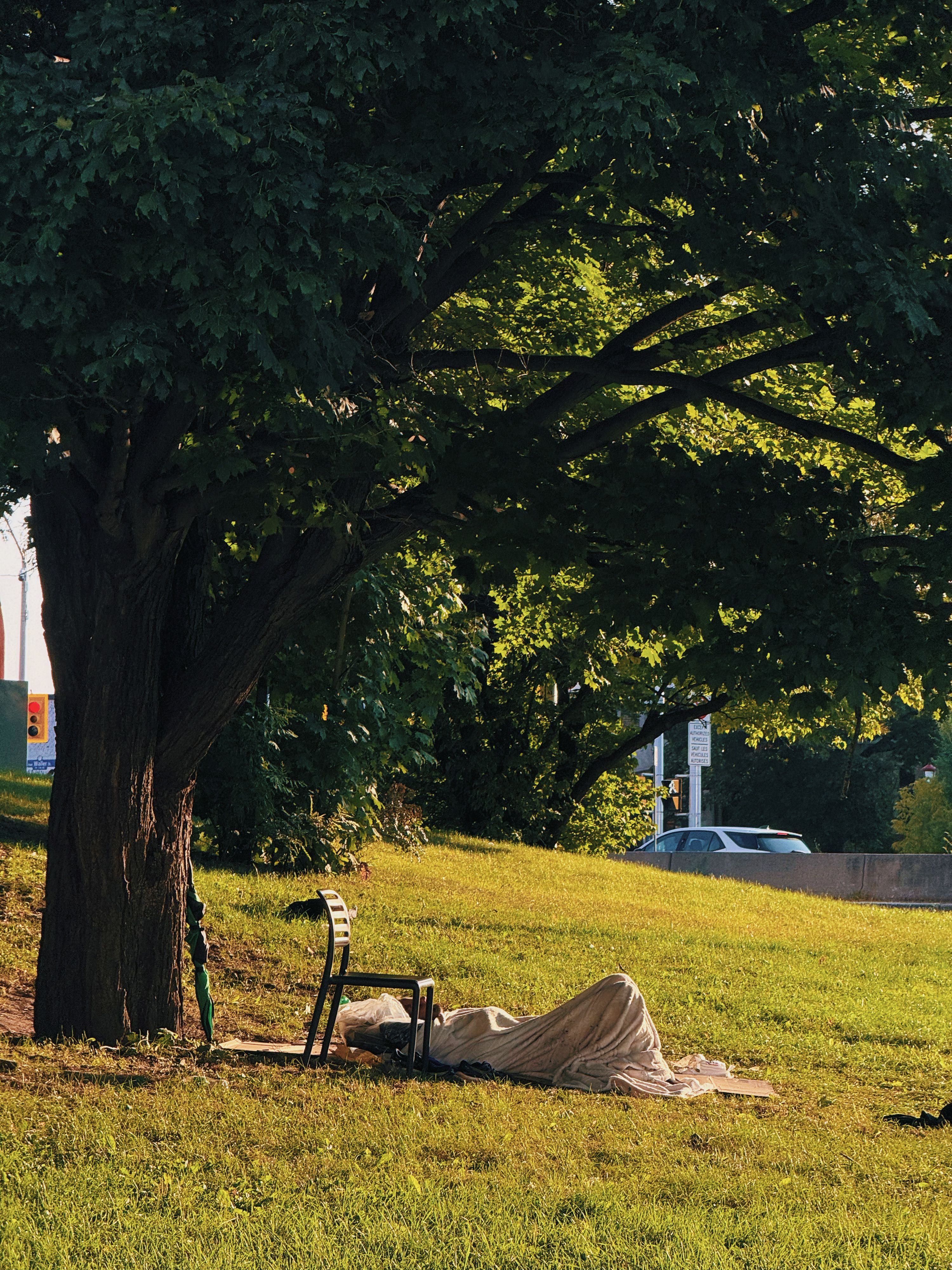 Resting under the shade of a large tree · Free Stock Photo