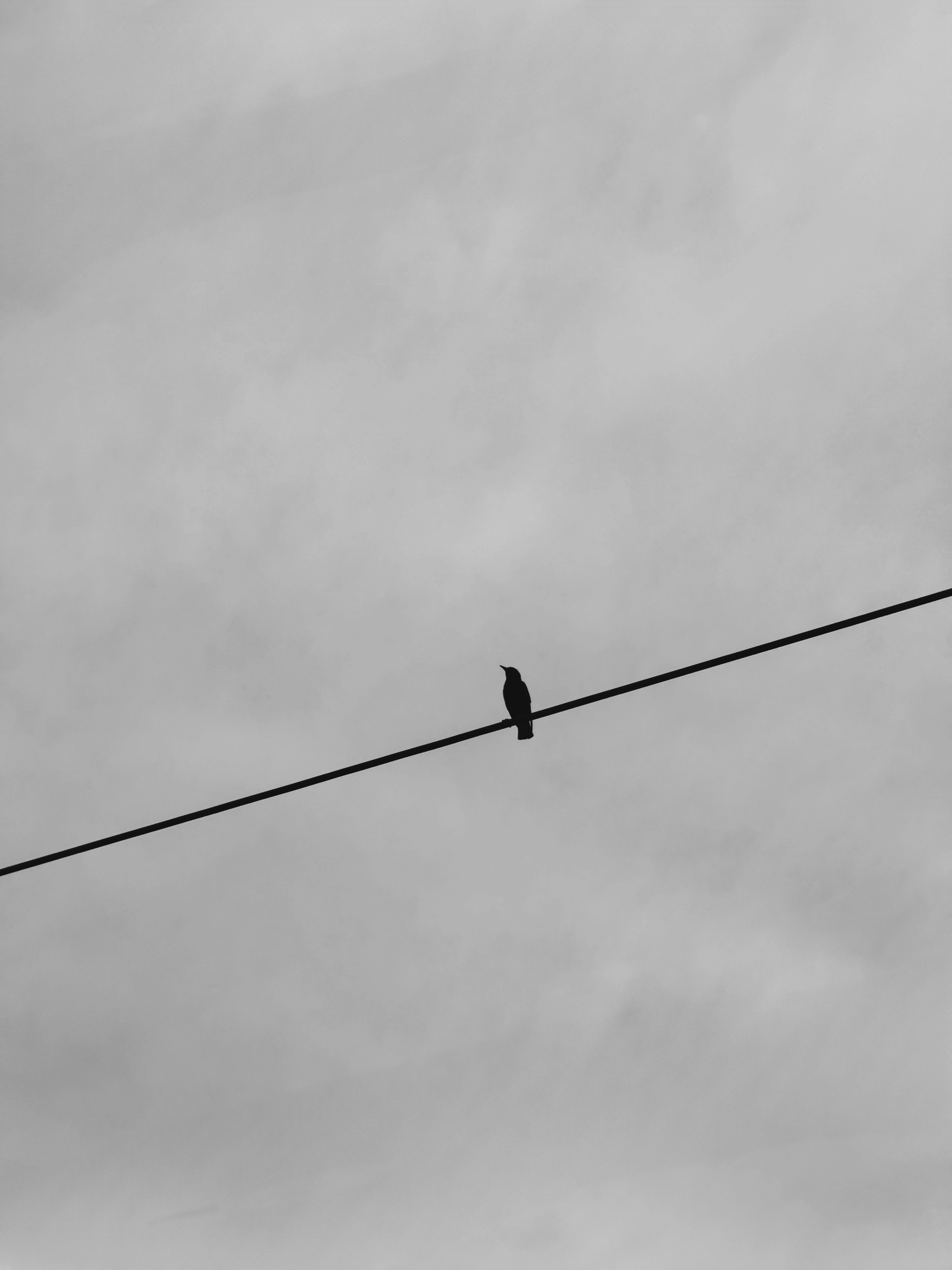 Static Wire For Stunt Scene Photos, Download The BEST Free Static Wire ...