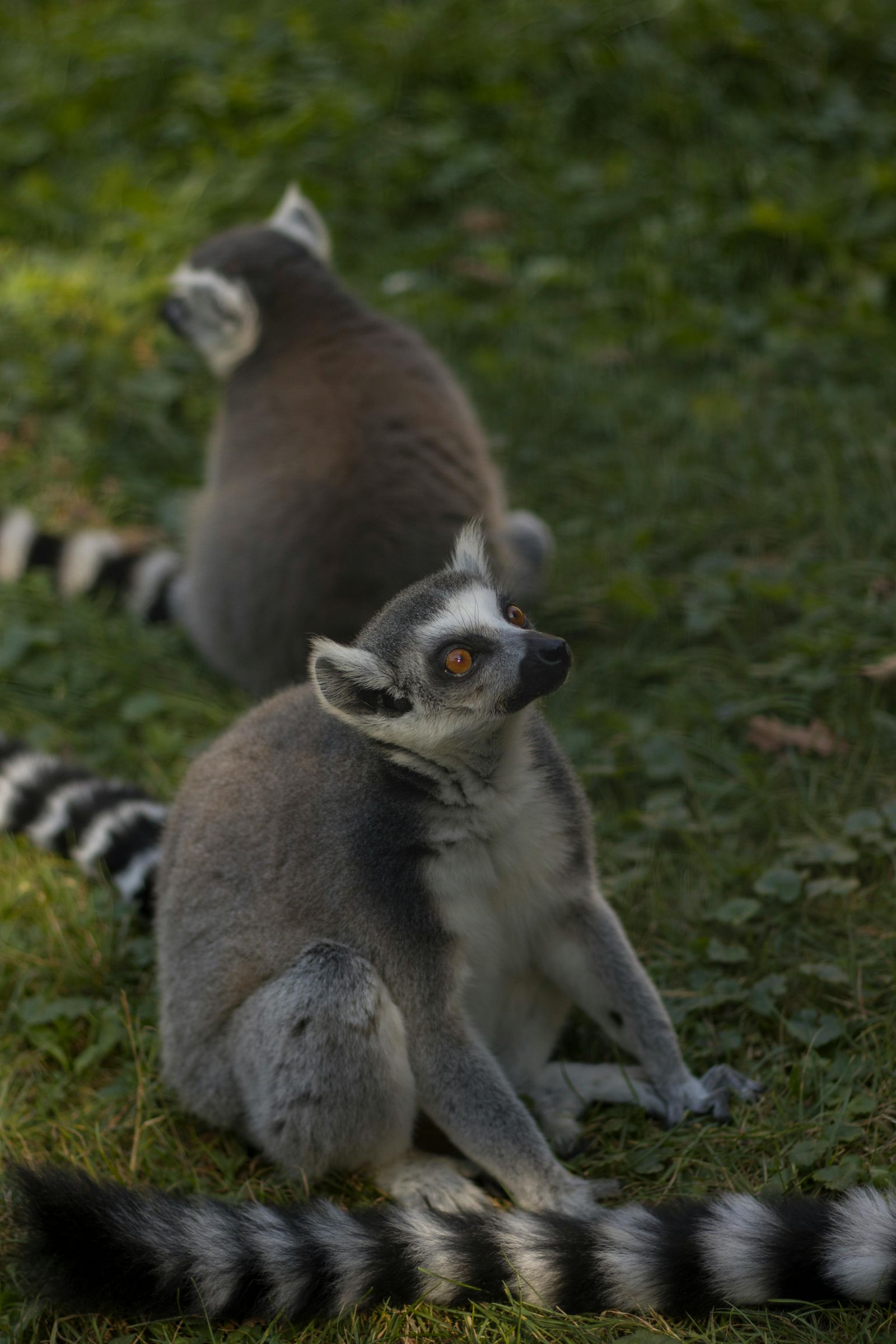 Lemur Photos, Download The BEST Free Lemur Stock Photos & HD Images