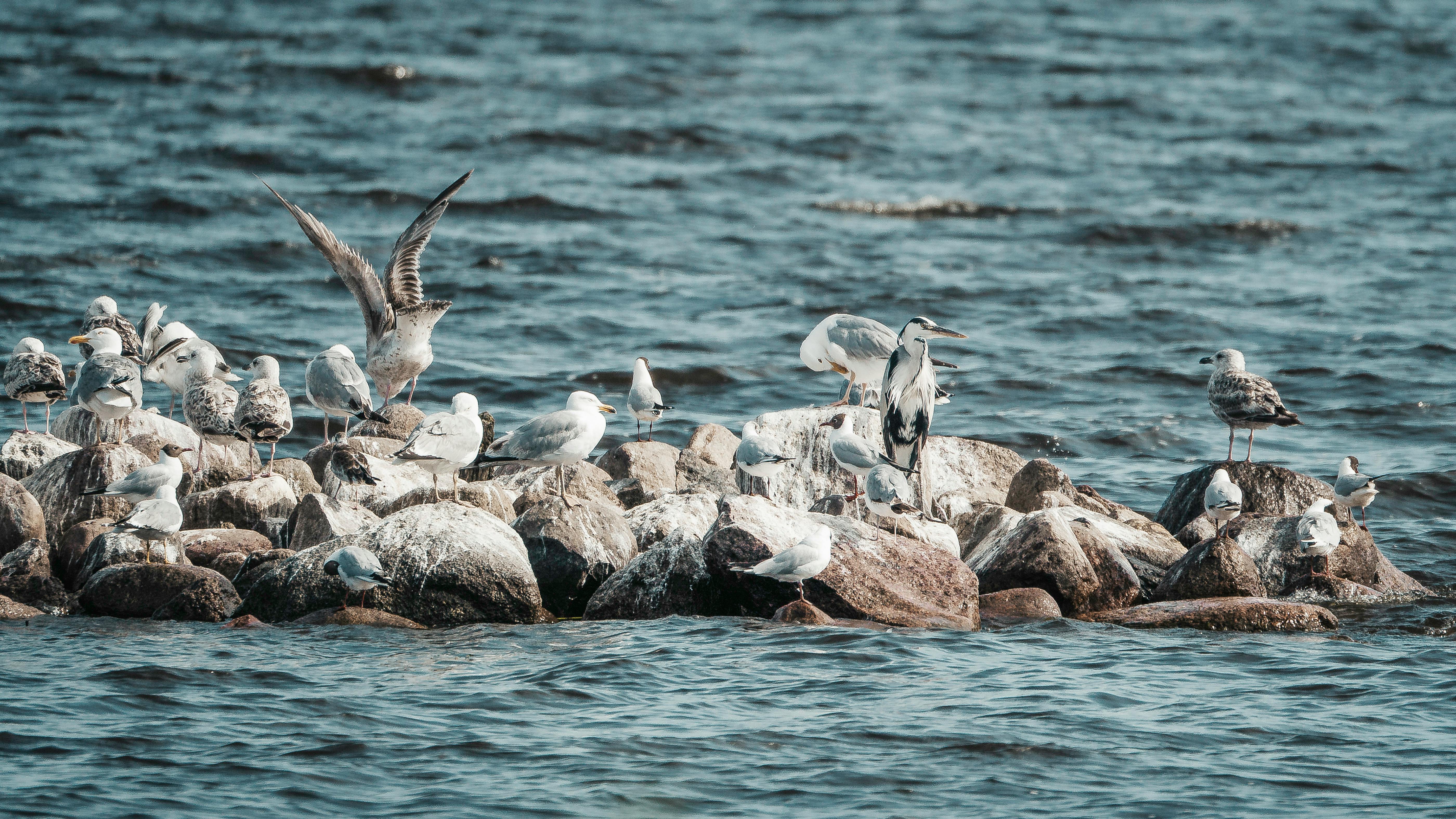 Seabirds Perched on Rocky Shoreline · Free Stock Photo