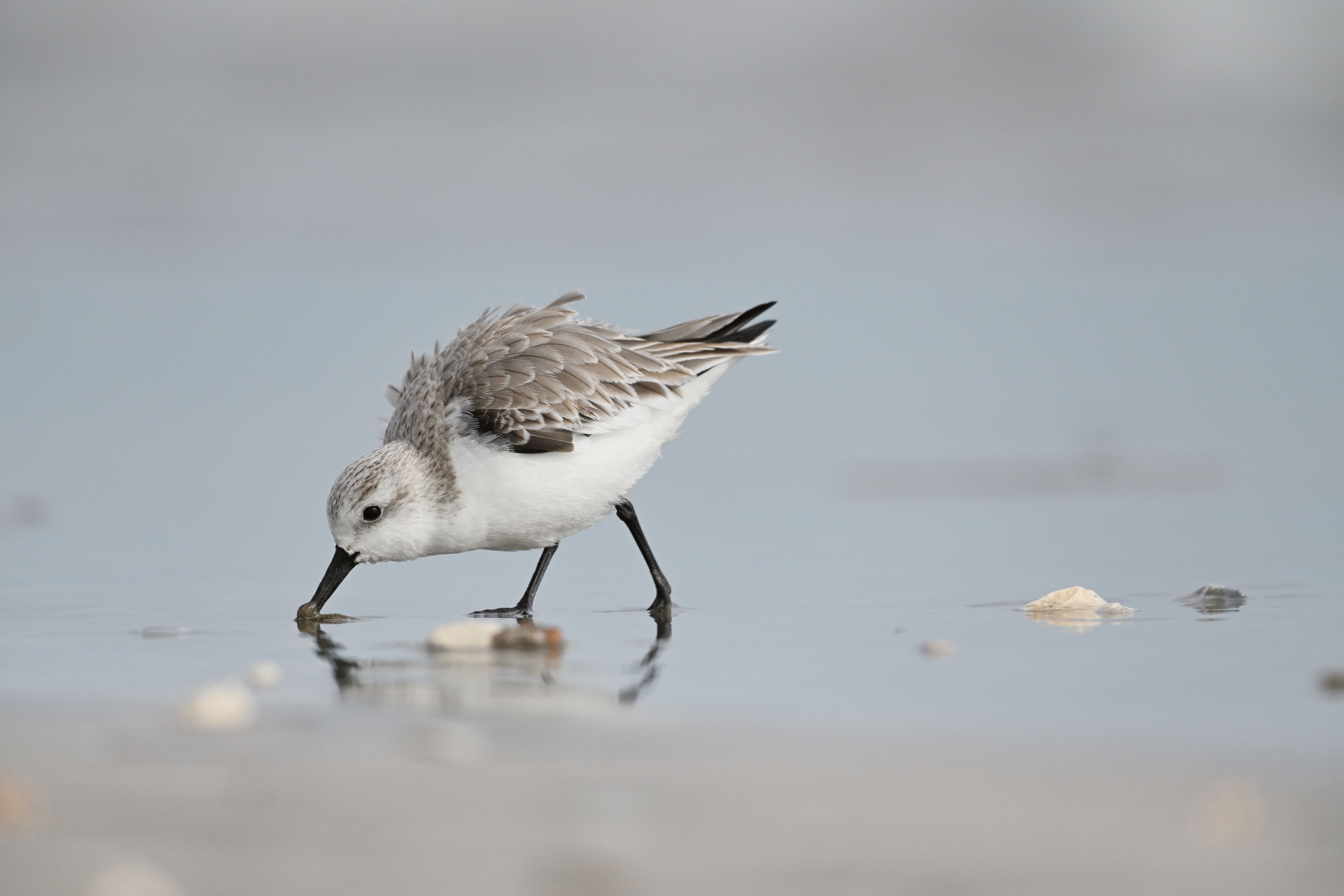Sanderling bird wading on Galveston beach · Free Stock Photo