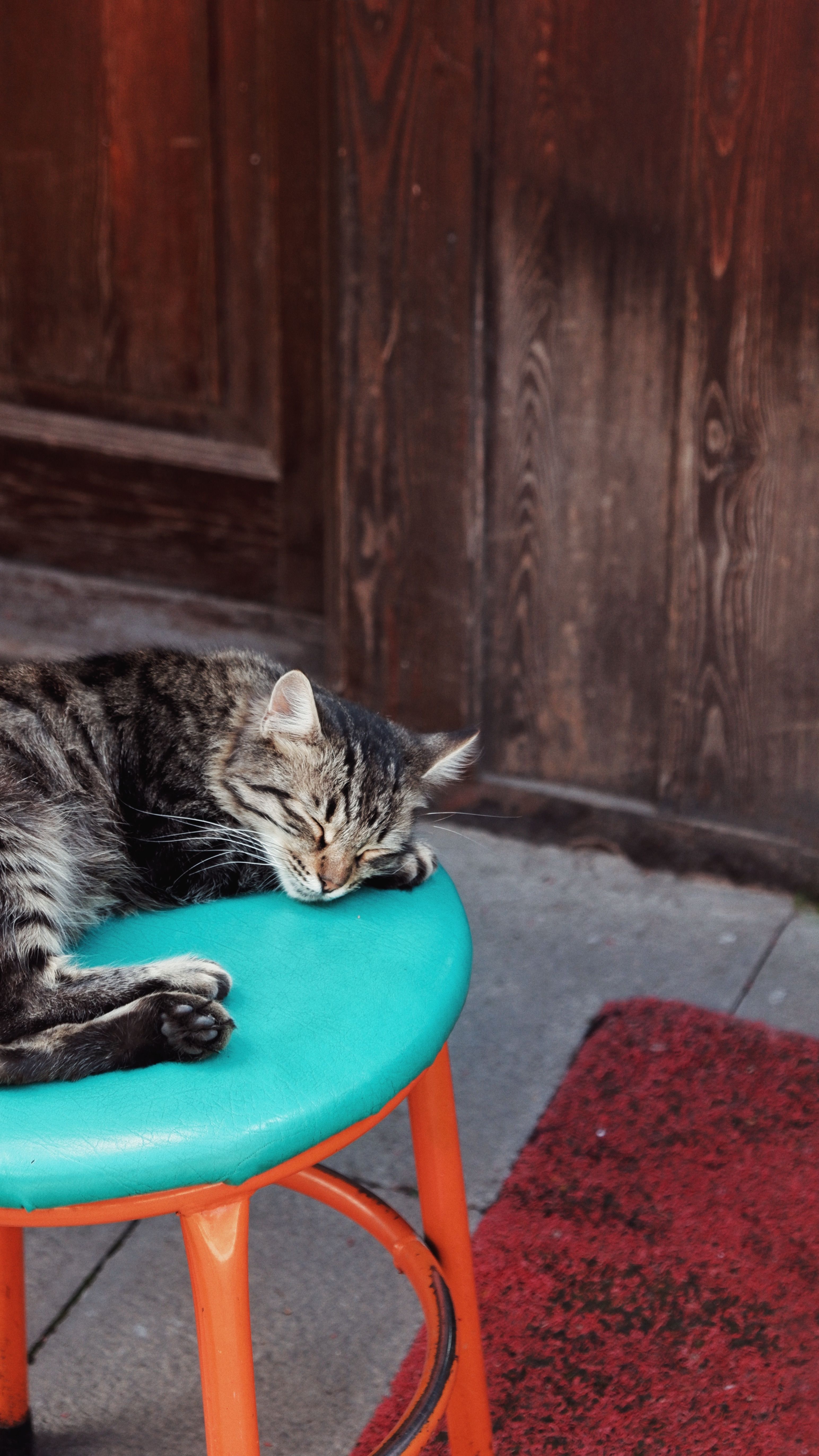 Peaceful Cat Sleeping on Vibrant Stool · Free Stock Photo