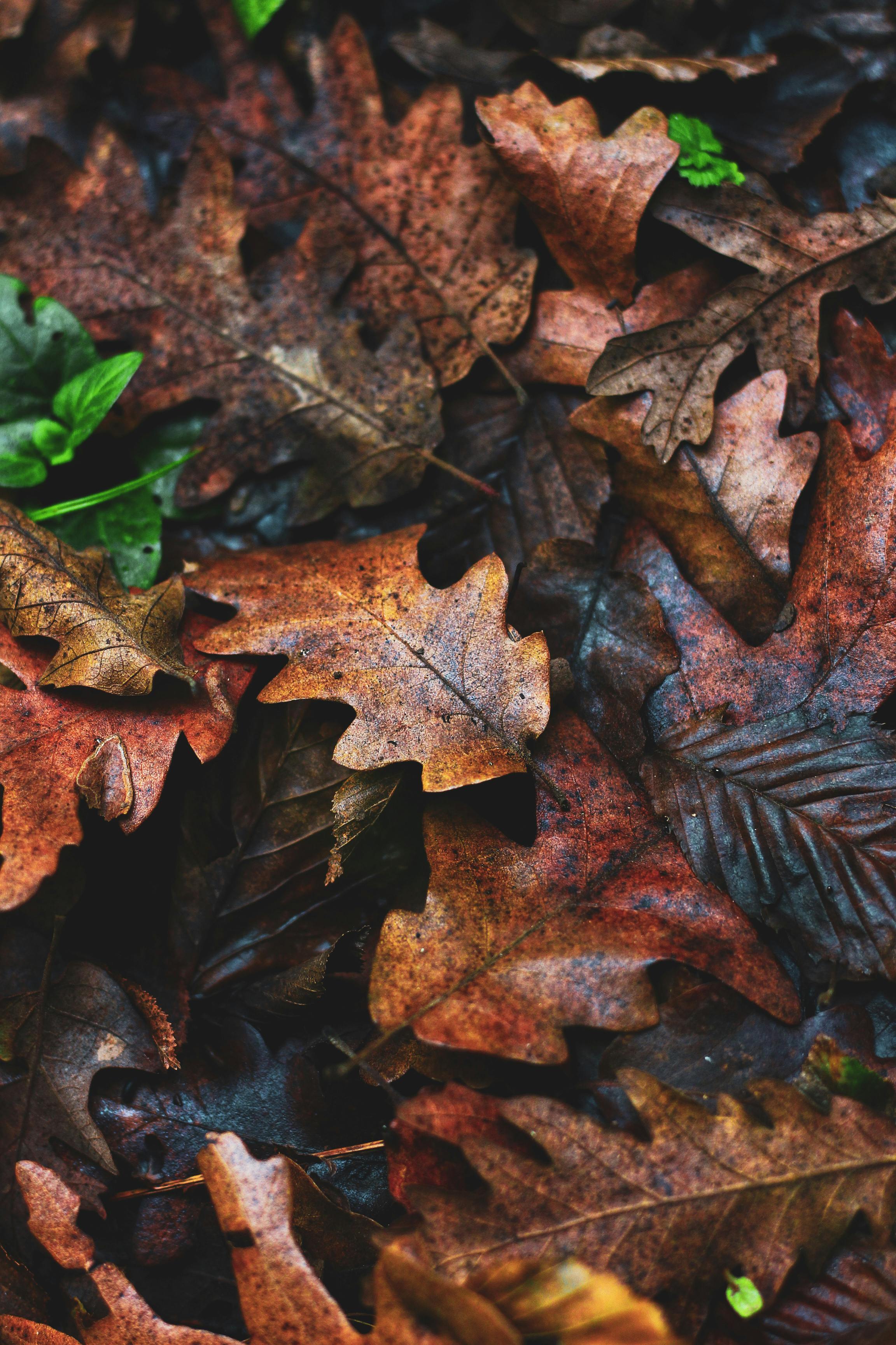 What Role Does Guided Imagery Play In Pain Management For Chronic ...
