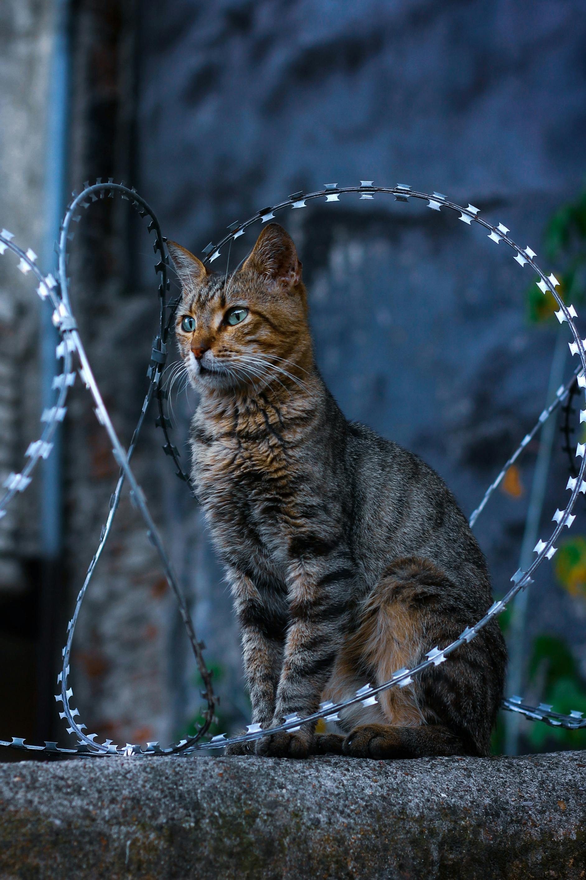 Tabby Cat Behind Barbed Wire Outdoors · Free Stock Photo