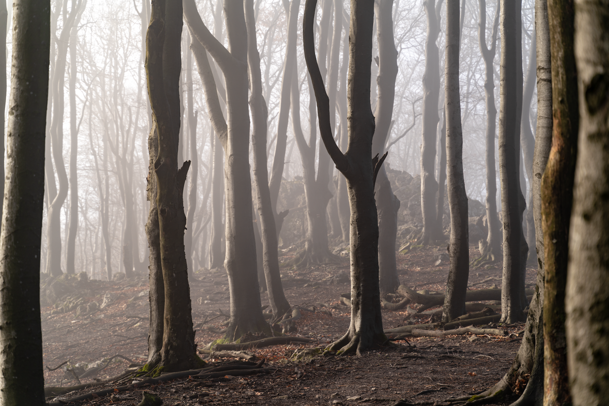 Haunted Forest Photos, Download The BEST Free Haunted Forest Stock ...