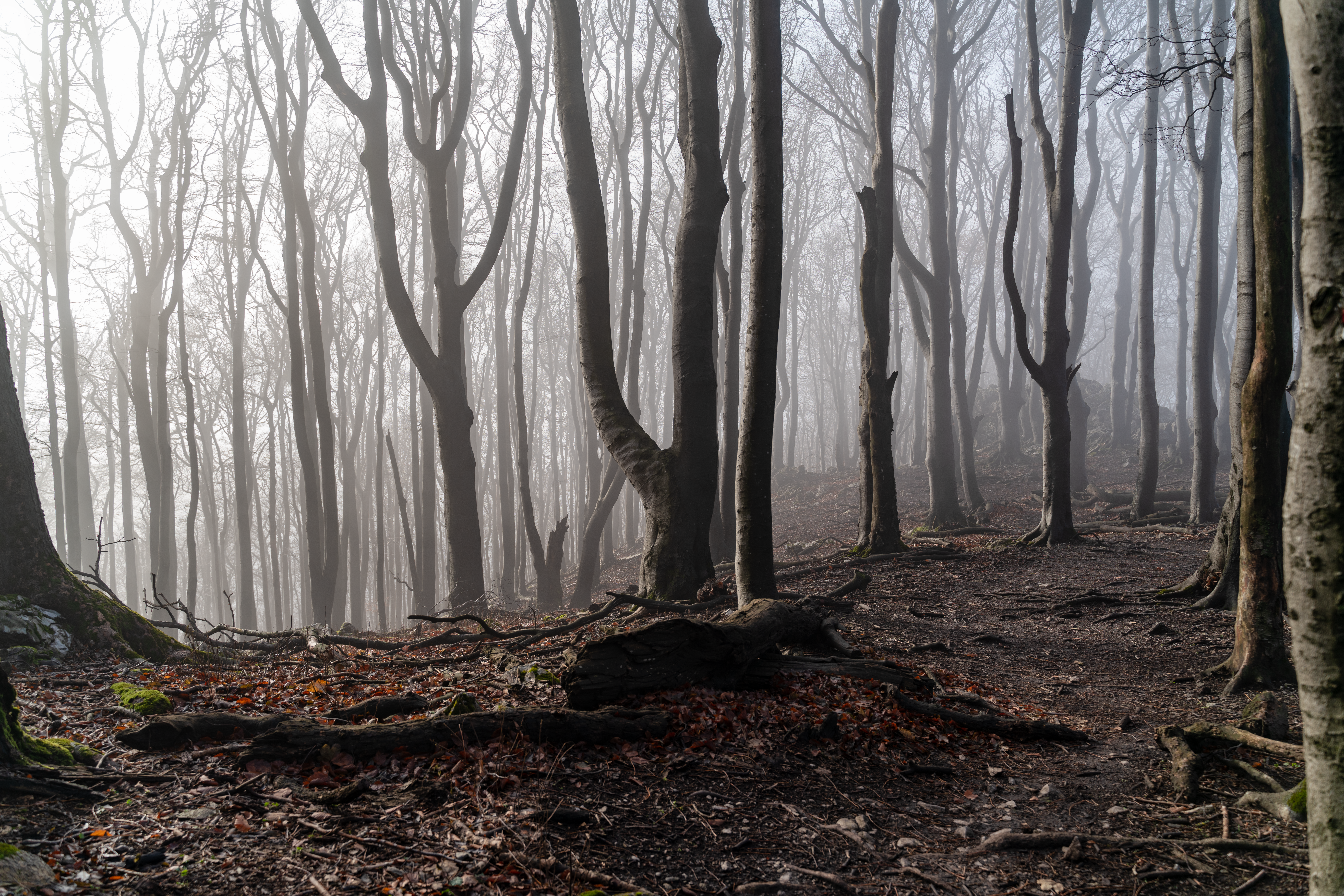 Scène Mystérieuse De Forêt Brumeuse Avec Des Arbres Nus · Photo gratuite