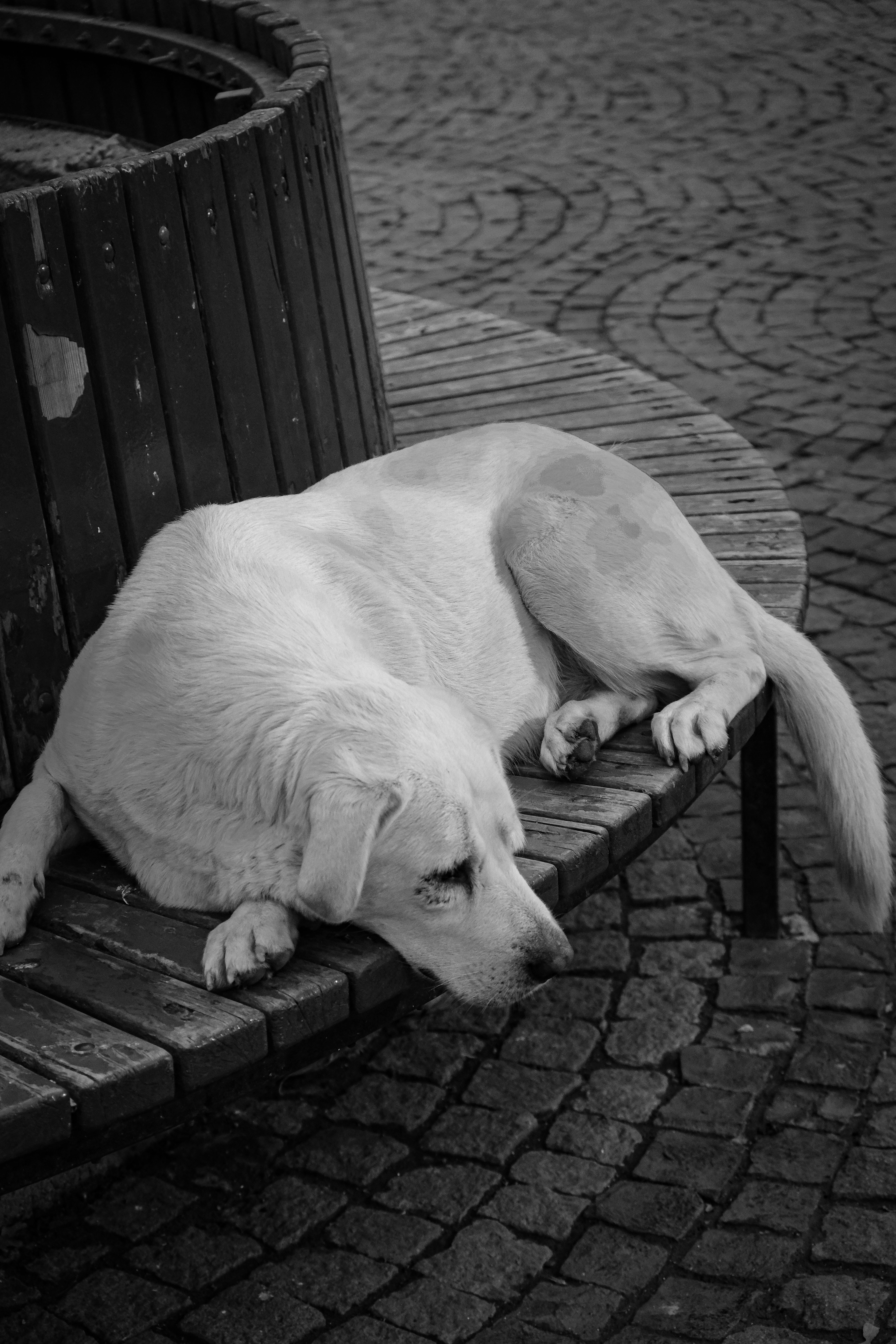 Relaxing Dog on Curved Bench in Ankara Park · Free Stock Photo