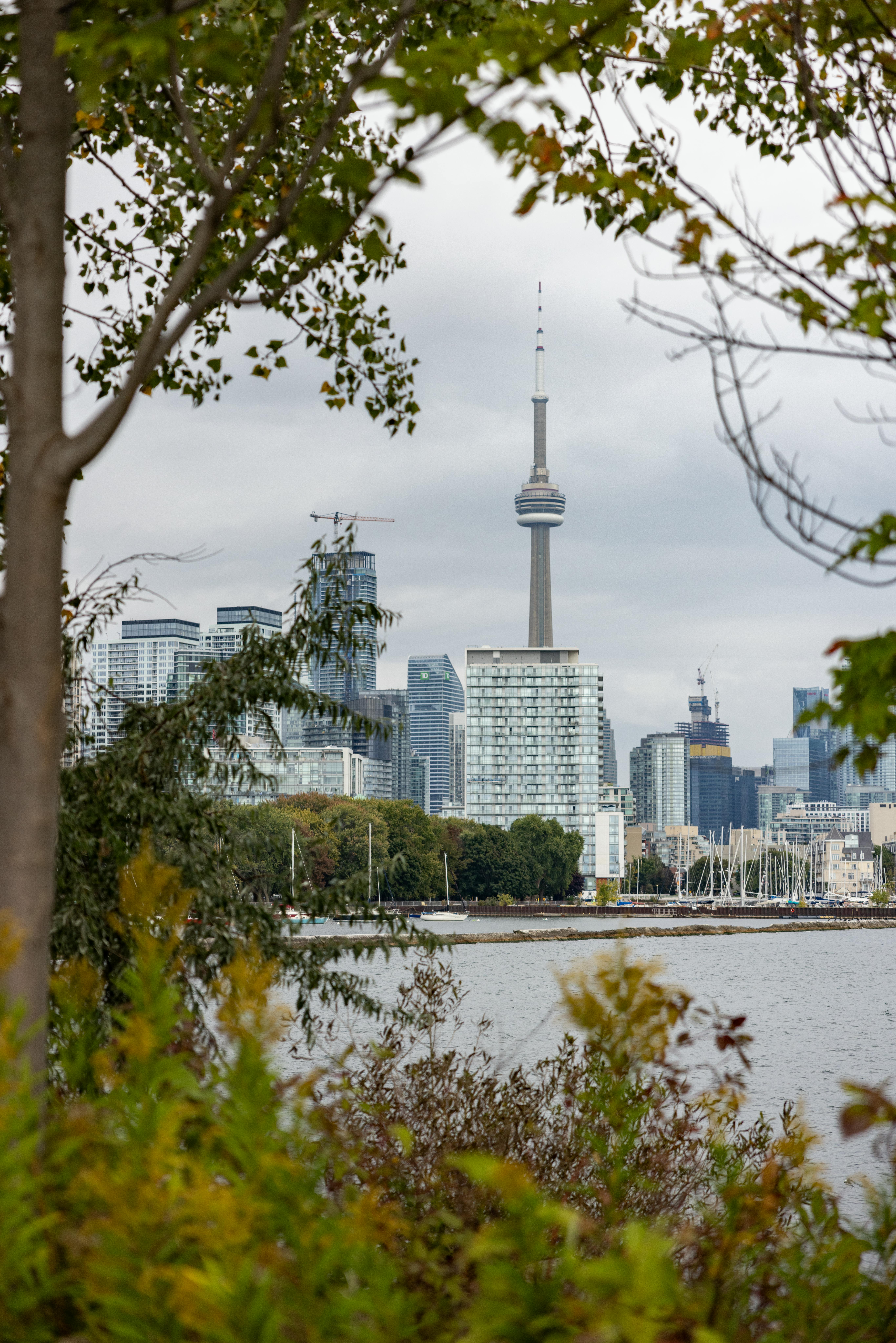 Toronto Skyline with CN Tower through Foliage · Free Stock Photo