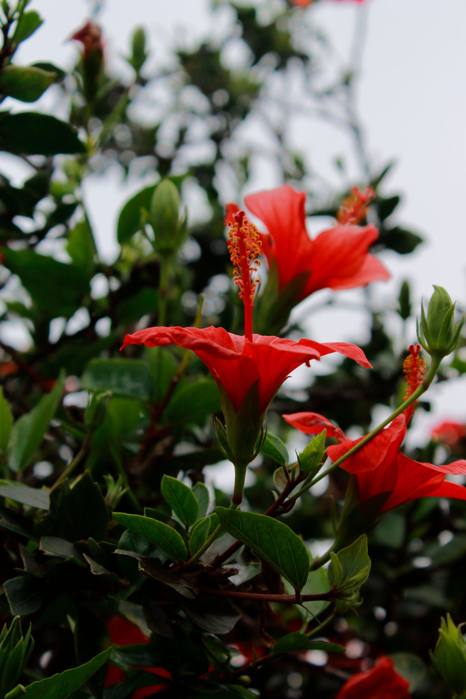 Hibiscus Photos, Download The BEST Free Hibiscus Stock Photos & HD Images