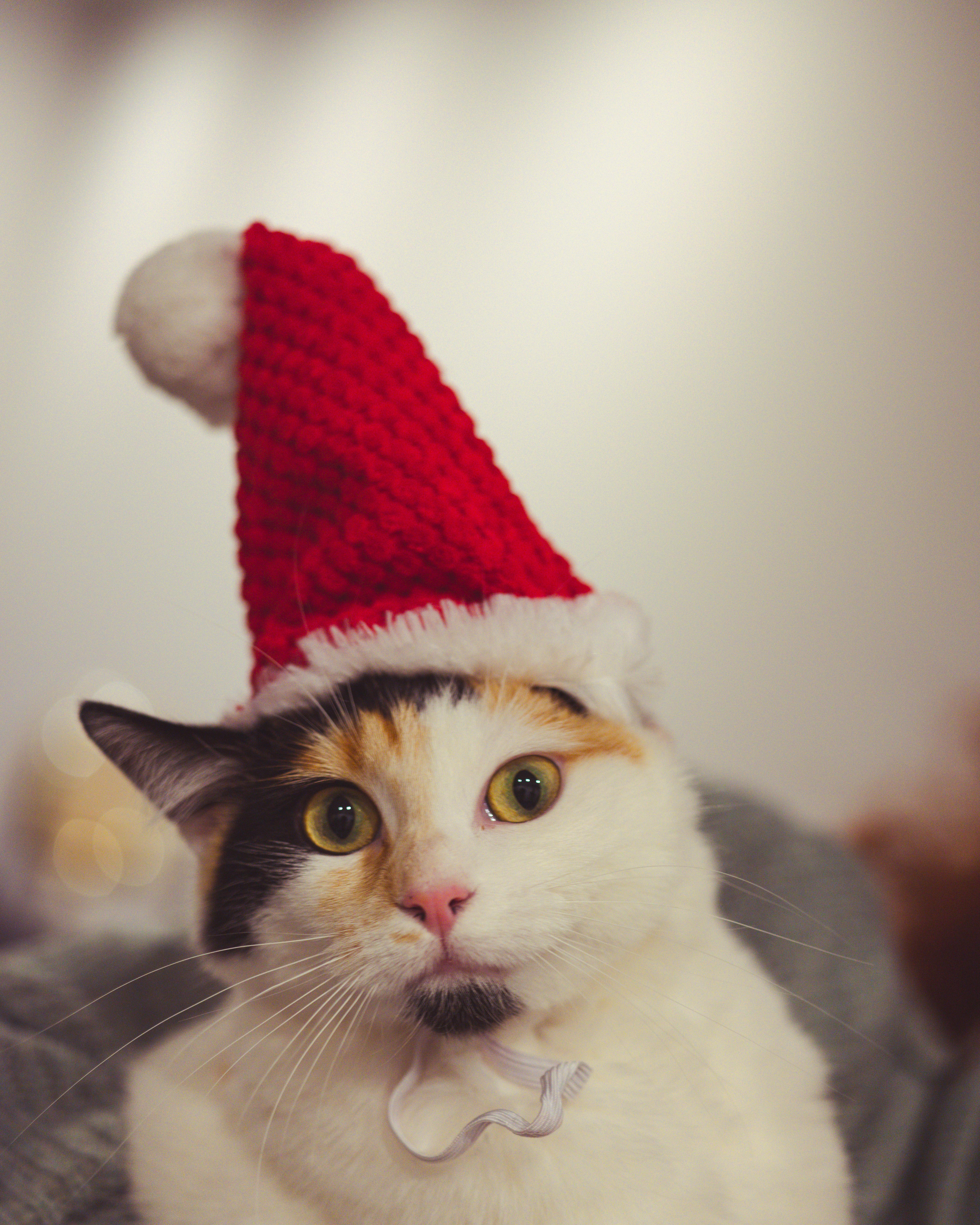 Portrait De Noël D'un Adorable Chat Portant Un Chapeau De Père Noël ...