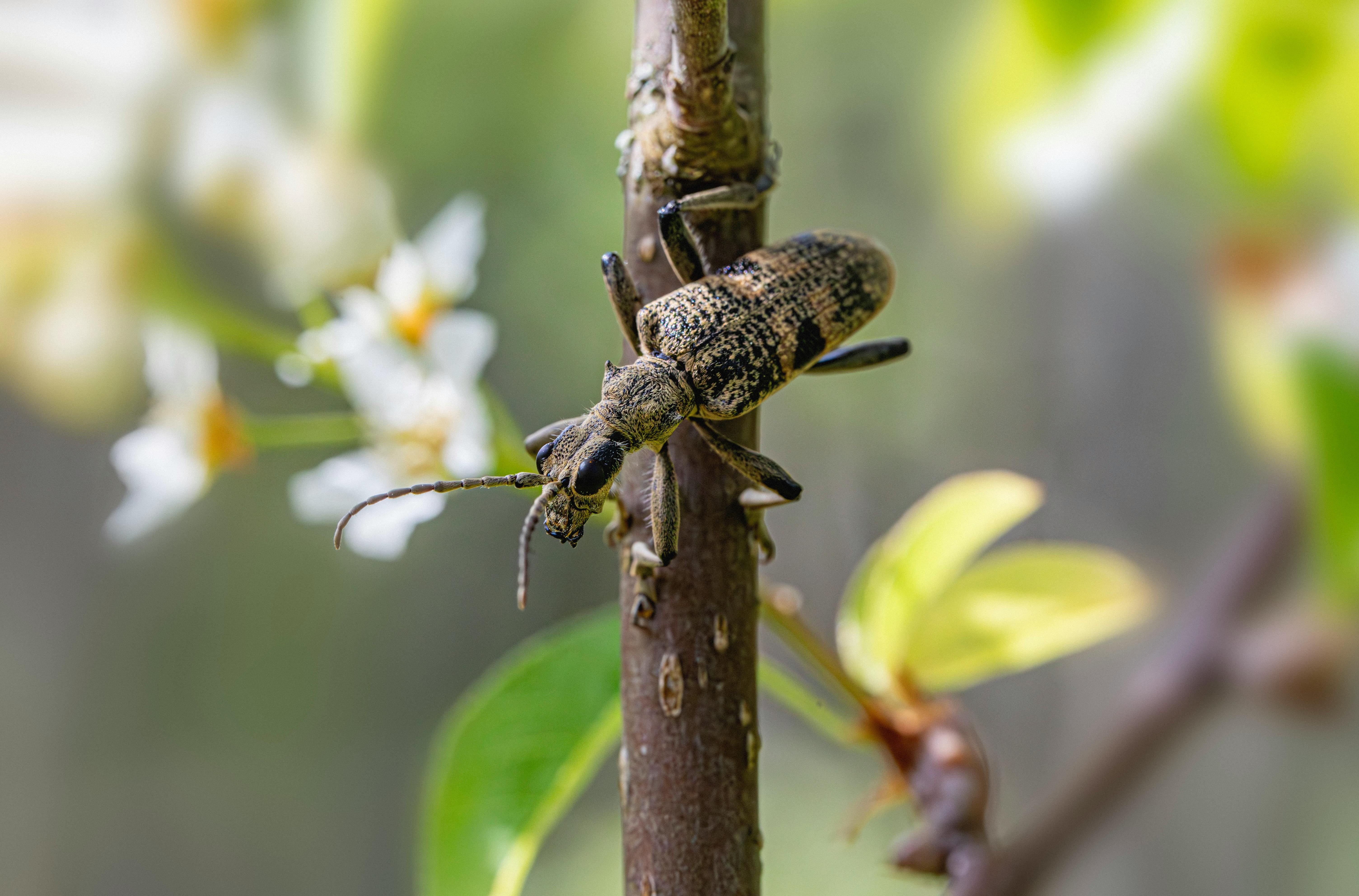 Black-Spotted Longhorn Beetle on Branch in Nature · Free Stock Photo