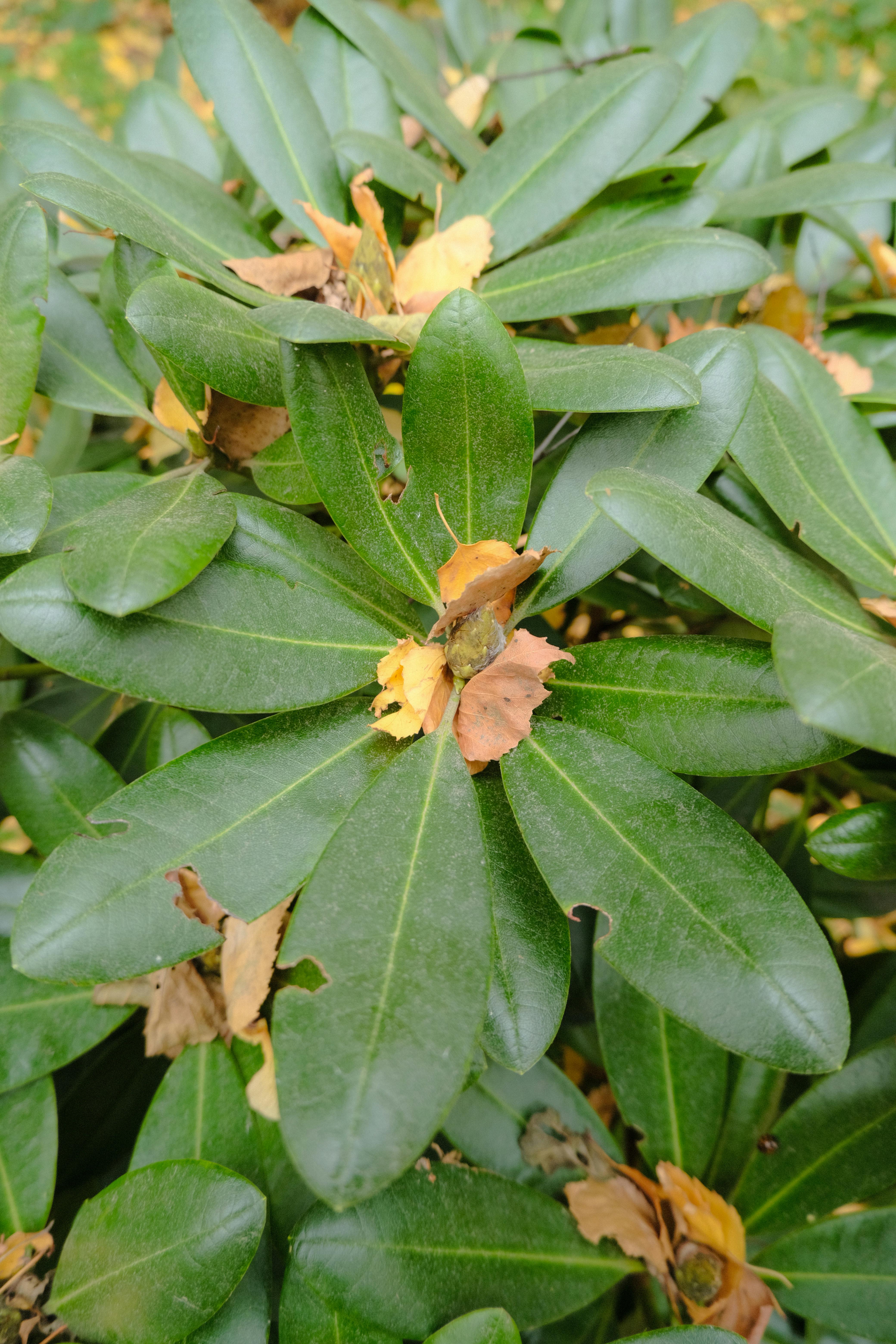 Close-Up of Rhododendron Leaves with Fall Colors · Free Stock Photo