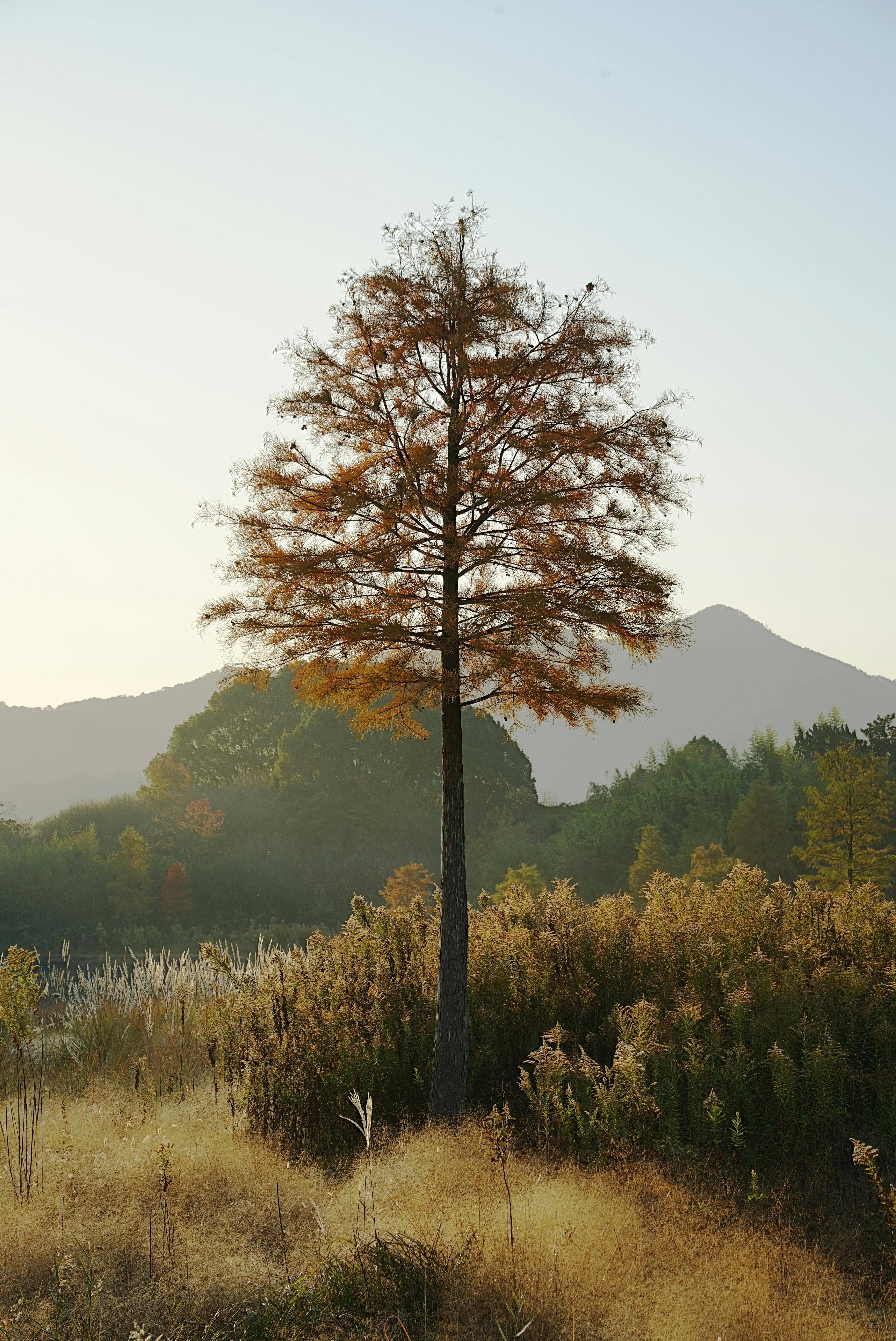 Solitary Tree in Tranquil Meadow Landscape · Free Stock Photo