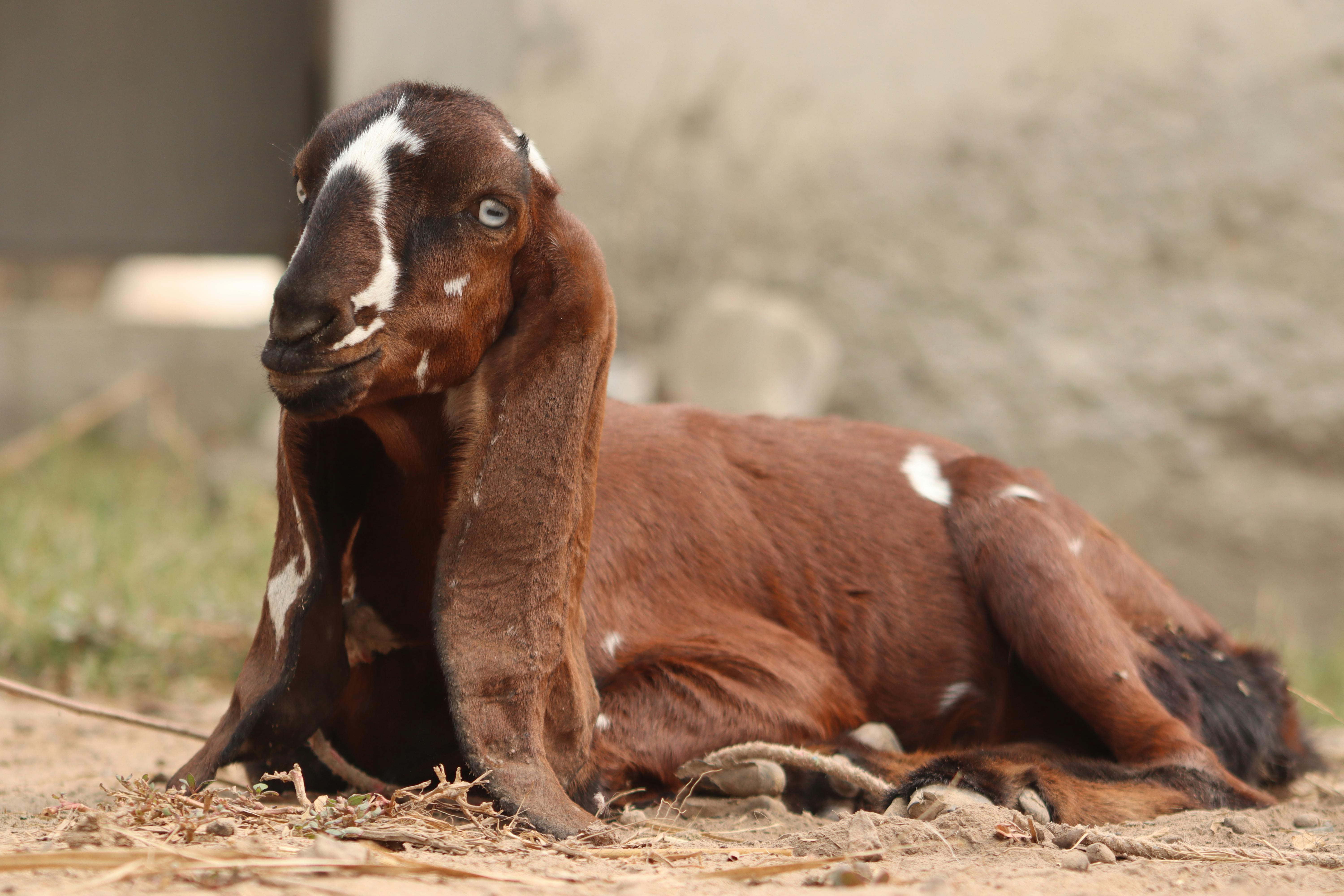 Portrait of Relaxed Nubian Goat in Farm Setting · Free Stock Photo