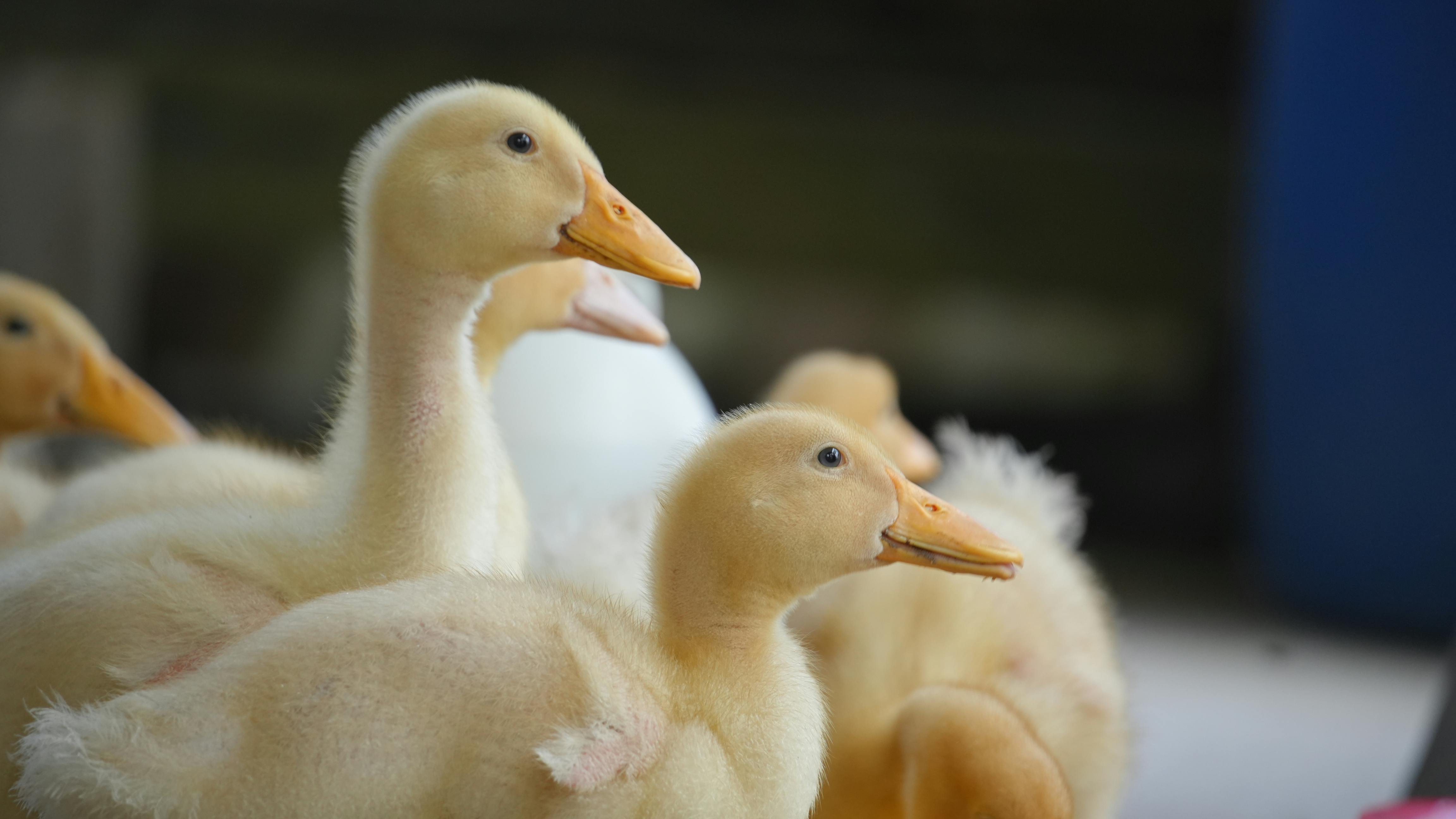 Close-up of Ducklings in Natural Light · Free Stock Photo